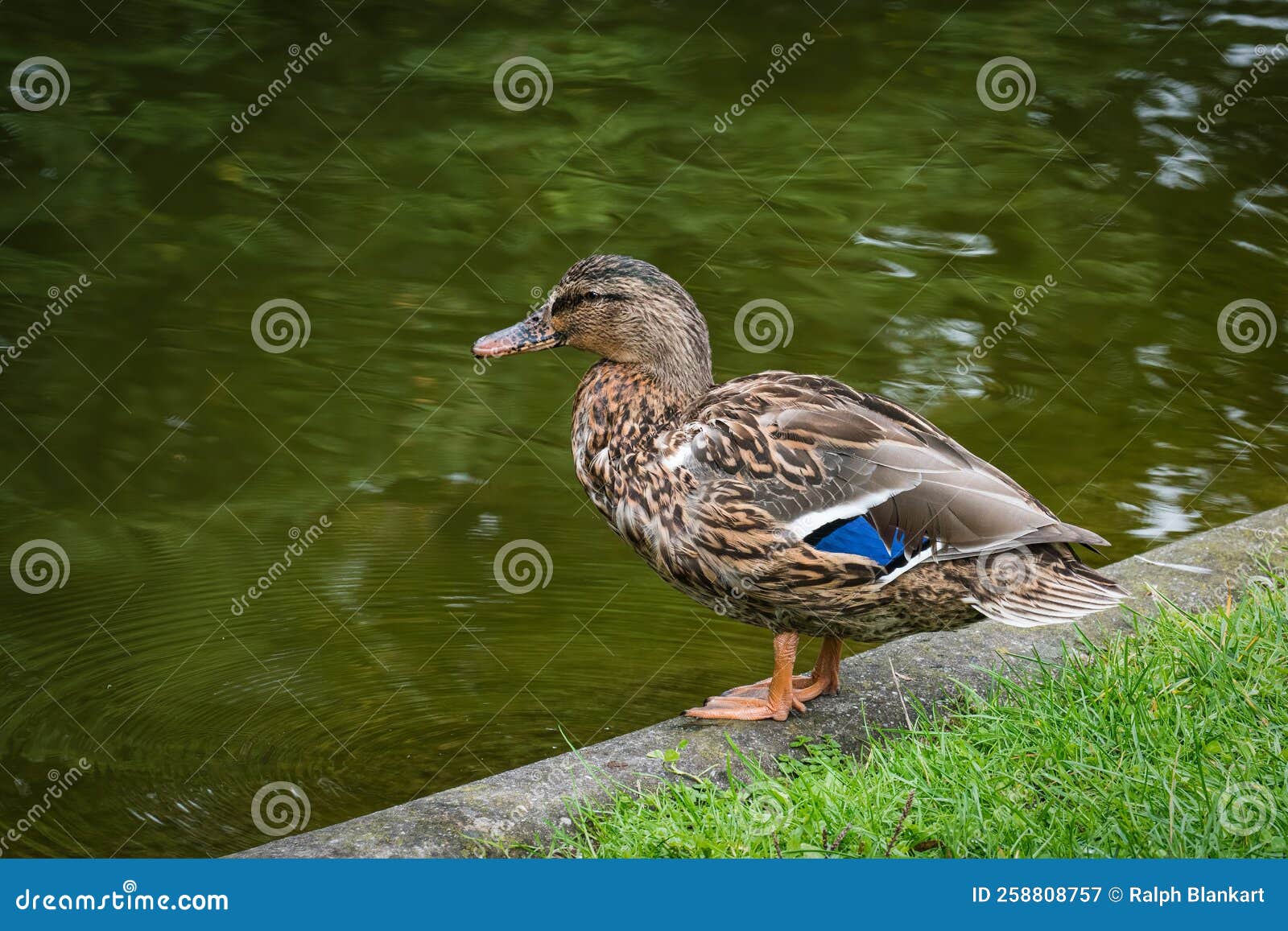 Duck on the Bank of a Pond in the Park. Stock Image - Image of outdoors ...