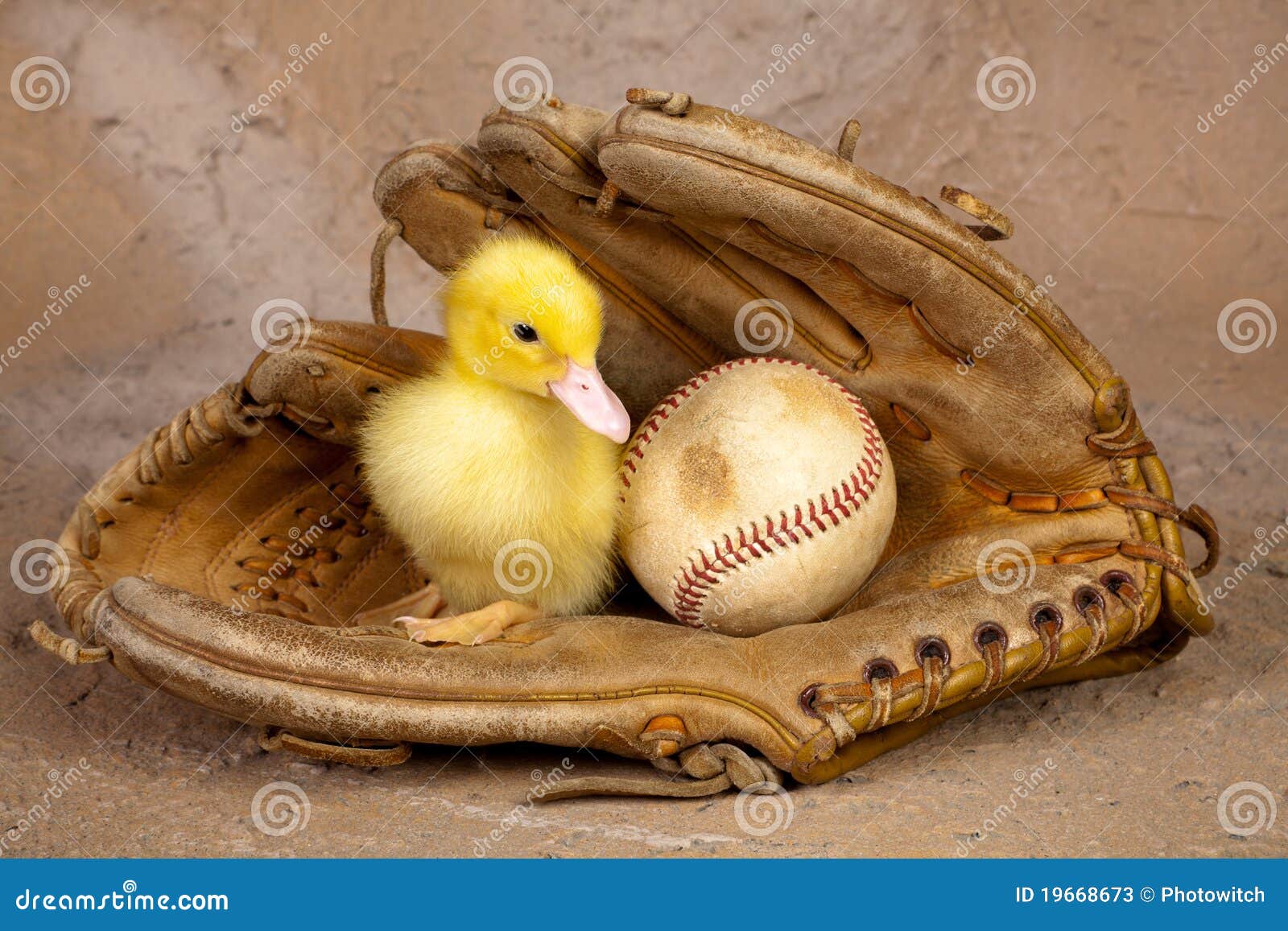 Duck in baseball glove stock image. Image of leather - 19668673