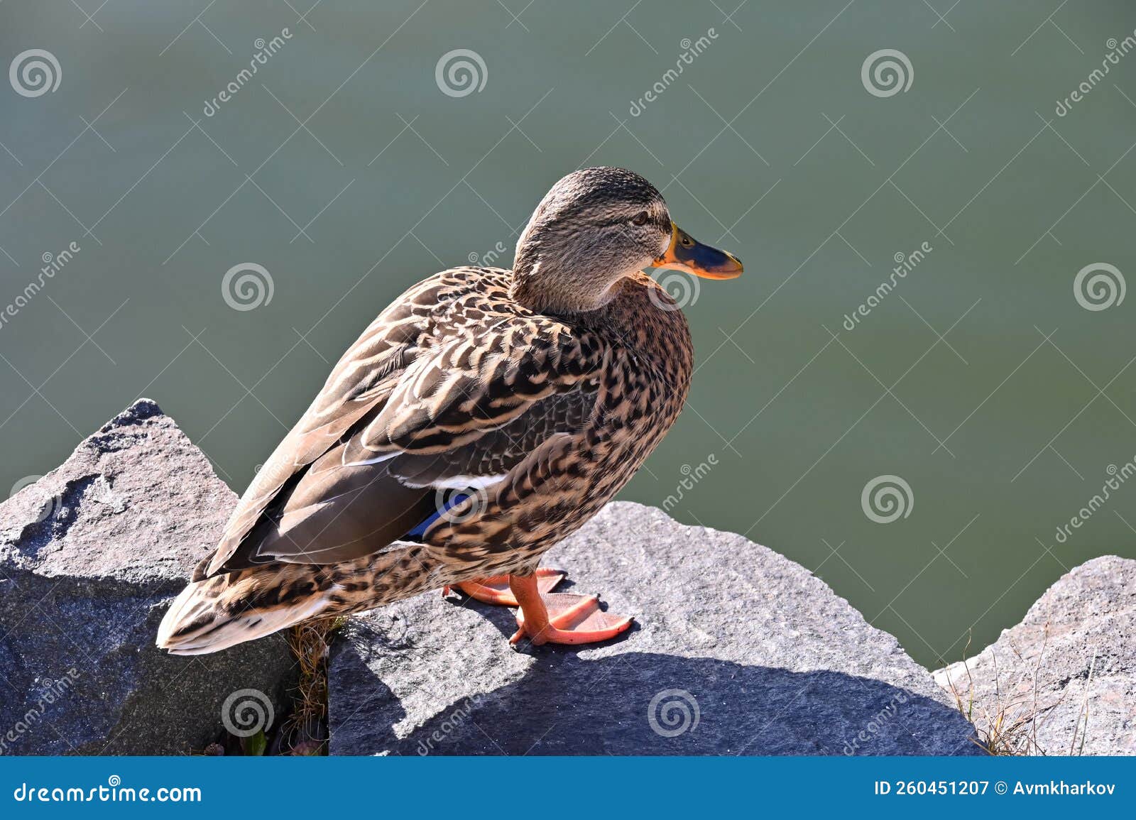 Duck basking on rocks stock image. Image of duckling - 260451207