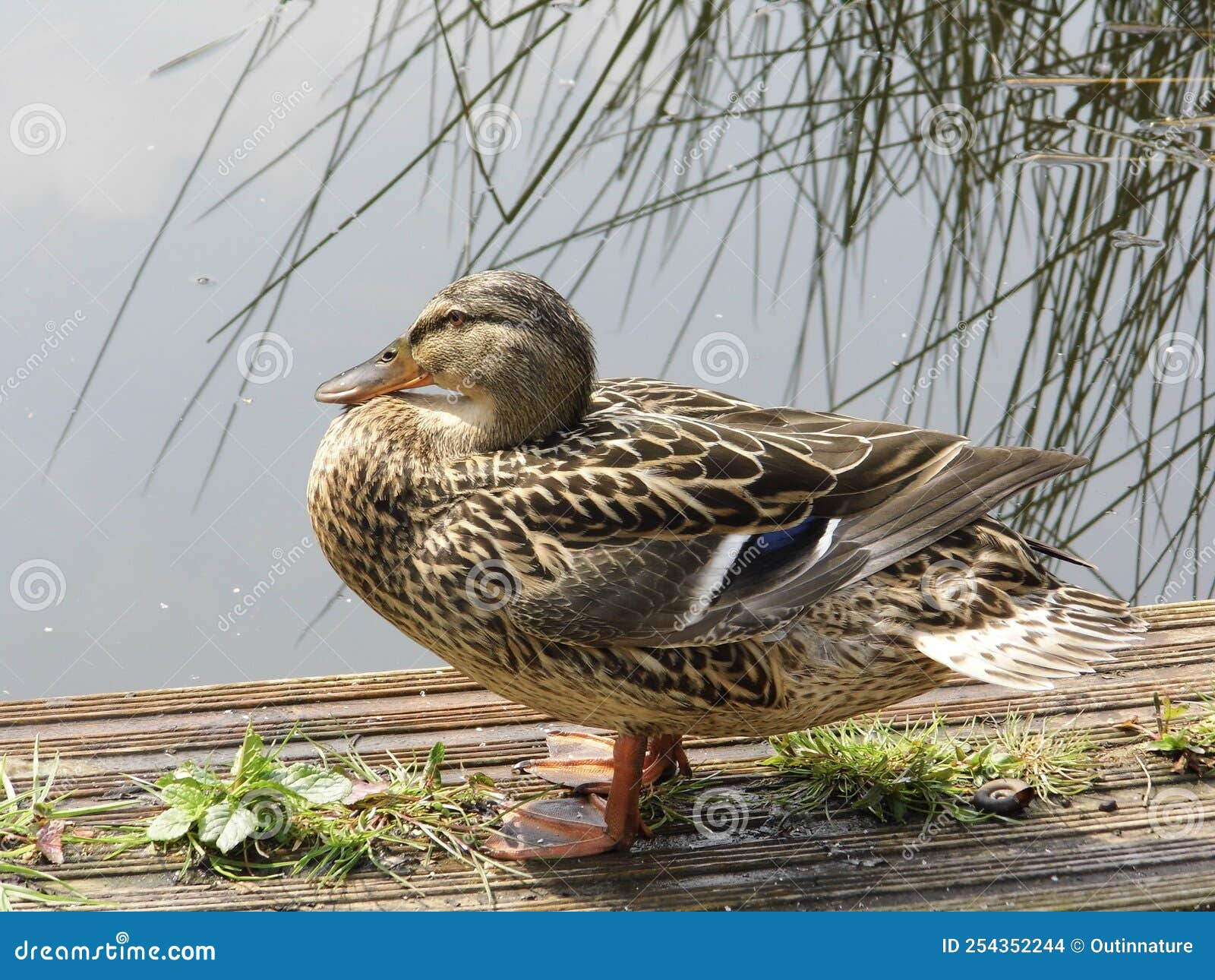 Duck basking in the sun stock photo. Image of wild, time - 254352244