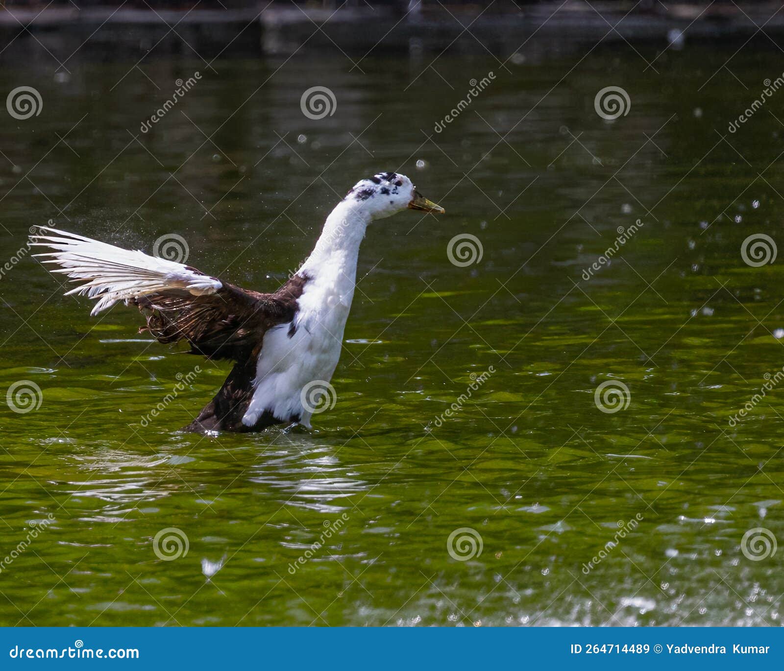 A Duck Bathing and Cleaning Stock Image - Image of yellow, wildlife ...
