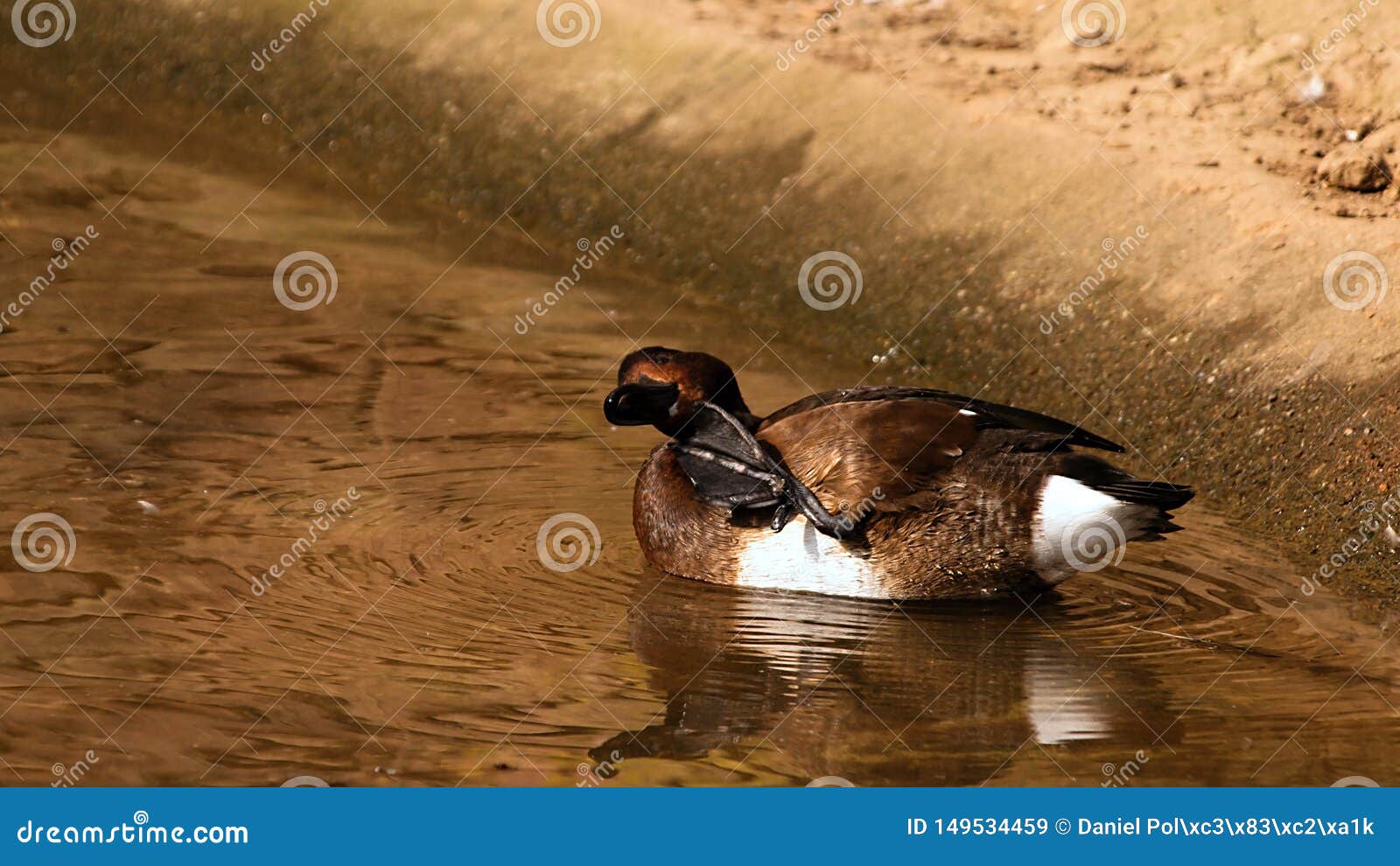 Duck bathing in water stock image. Image of beak, background - 149534459