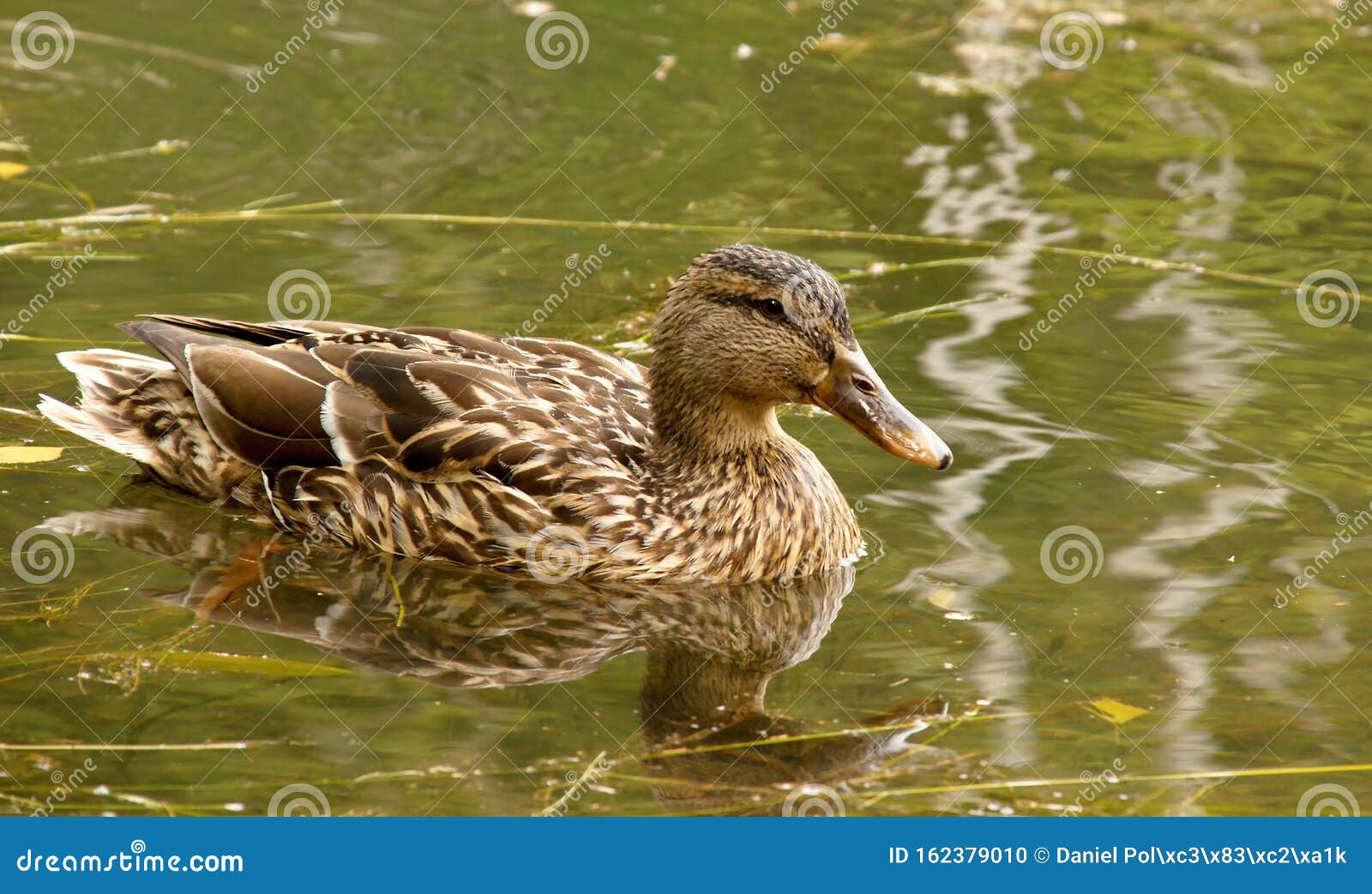 Duck bathing in water stock photo. Image of green, outdoors - 162379010