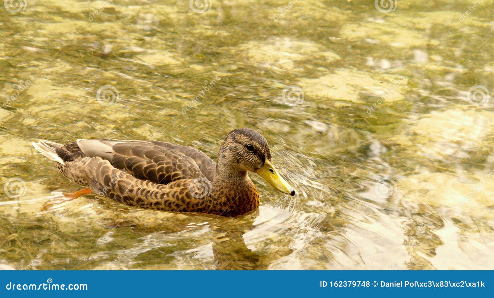 Duck bathing in water stock photo. Image of park, wildlife - 162379748