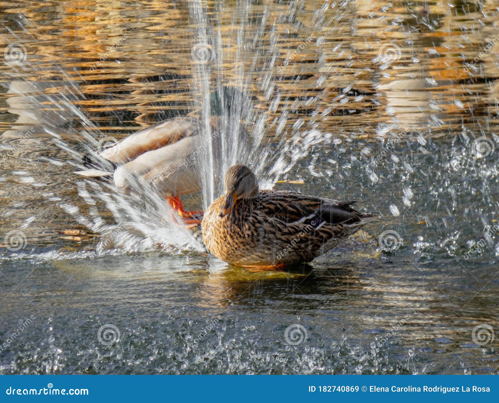Duck Bathing in a Fountain stock image. Image of brown - 182740869