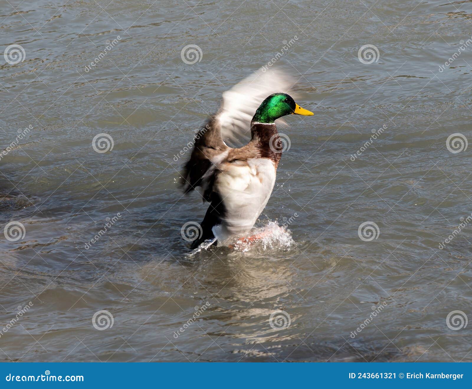 Duck Bathing in River Water Stock Image - Image of ornithology ...