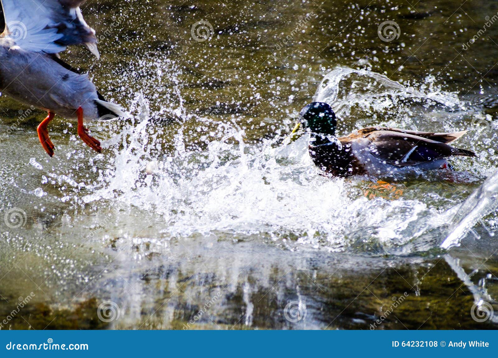 Duck Battle stock photo. Image of battle, canada, nature - 64232108