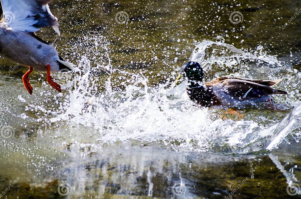 Duck Battle stock photo. Image of battle, canada, nature - 64232108