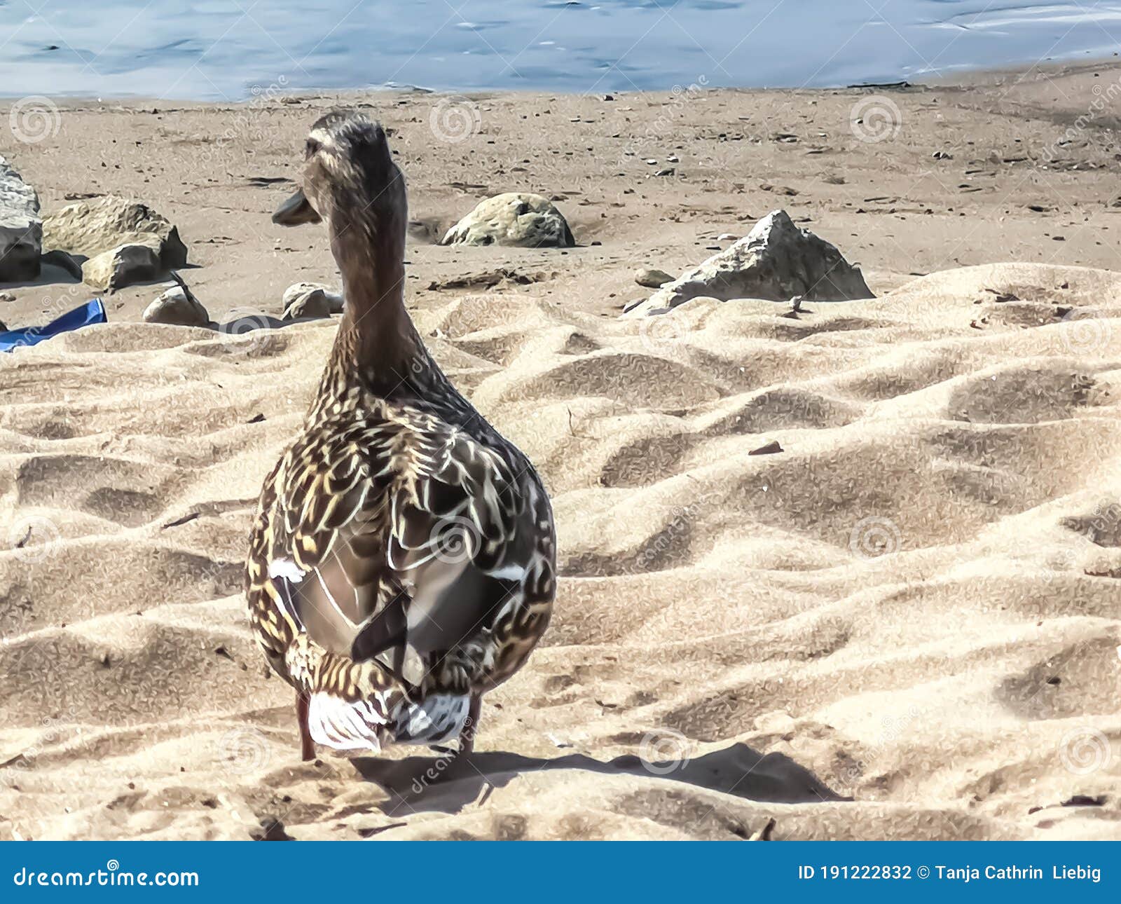 Duck at the beach stock photo. Image of shorebird, seabird - 191222832