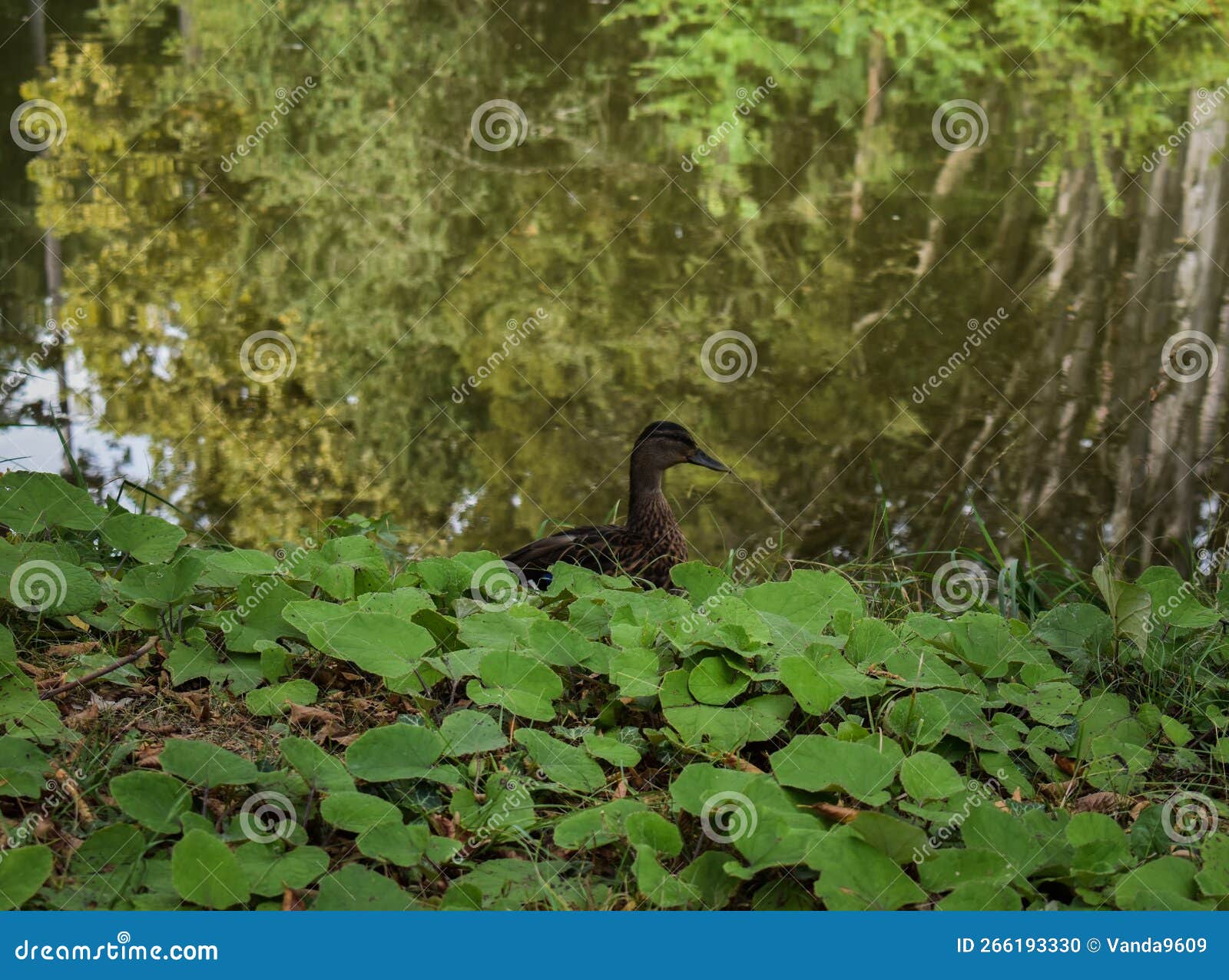A Nice Duck on the Shore in the Park Stock Photo - Image of flora ...
