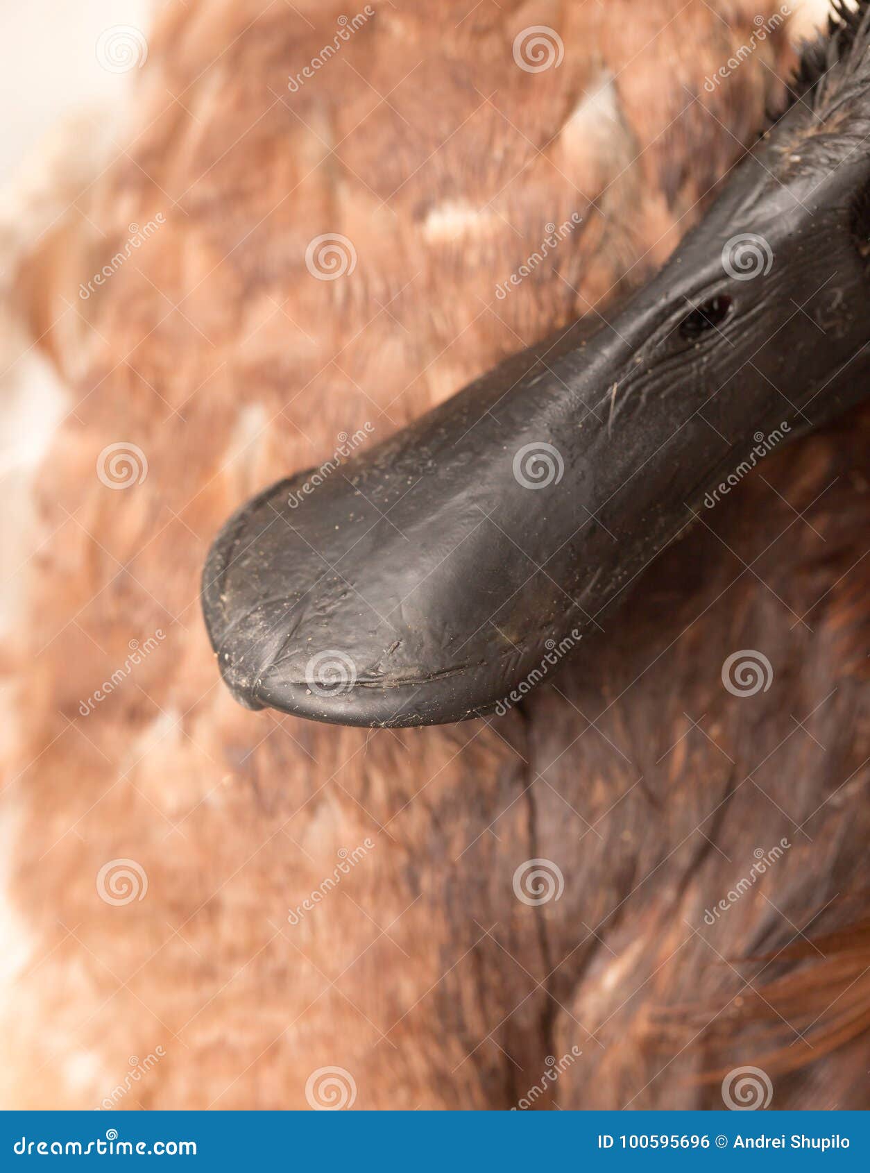 Duck beak. macro stock photo. Image of feathered, face - 100595696