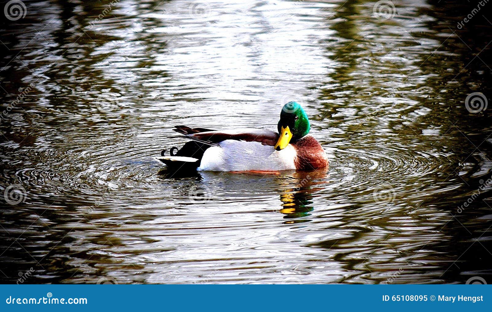 Duck stock image. Image of beautiful, pond, duck, water - 65108095