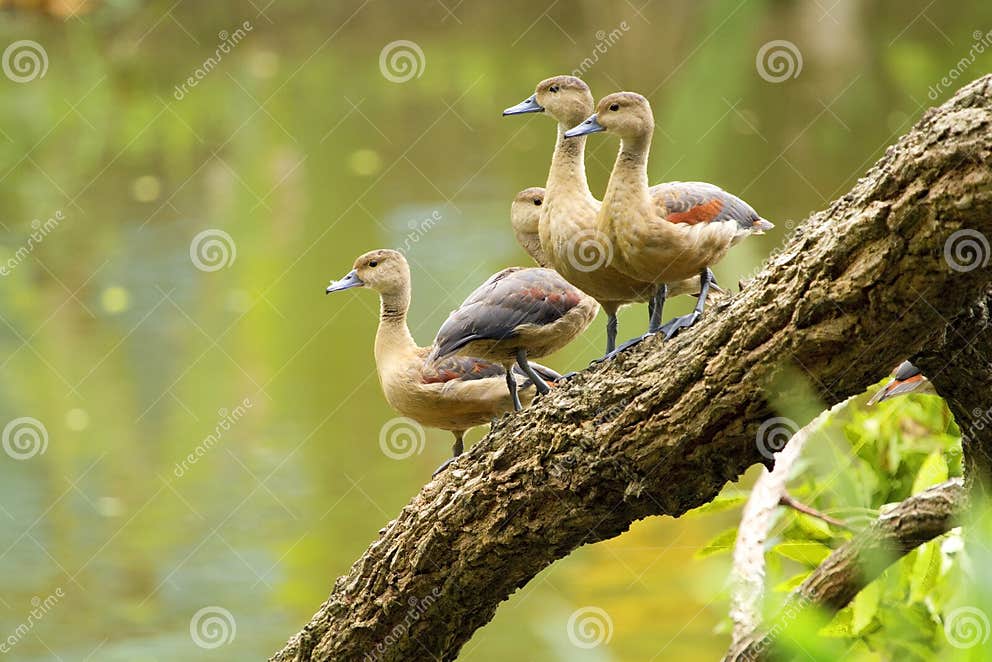 Duck beauty stock image. Image of outside, mallard, nature - 21144085