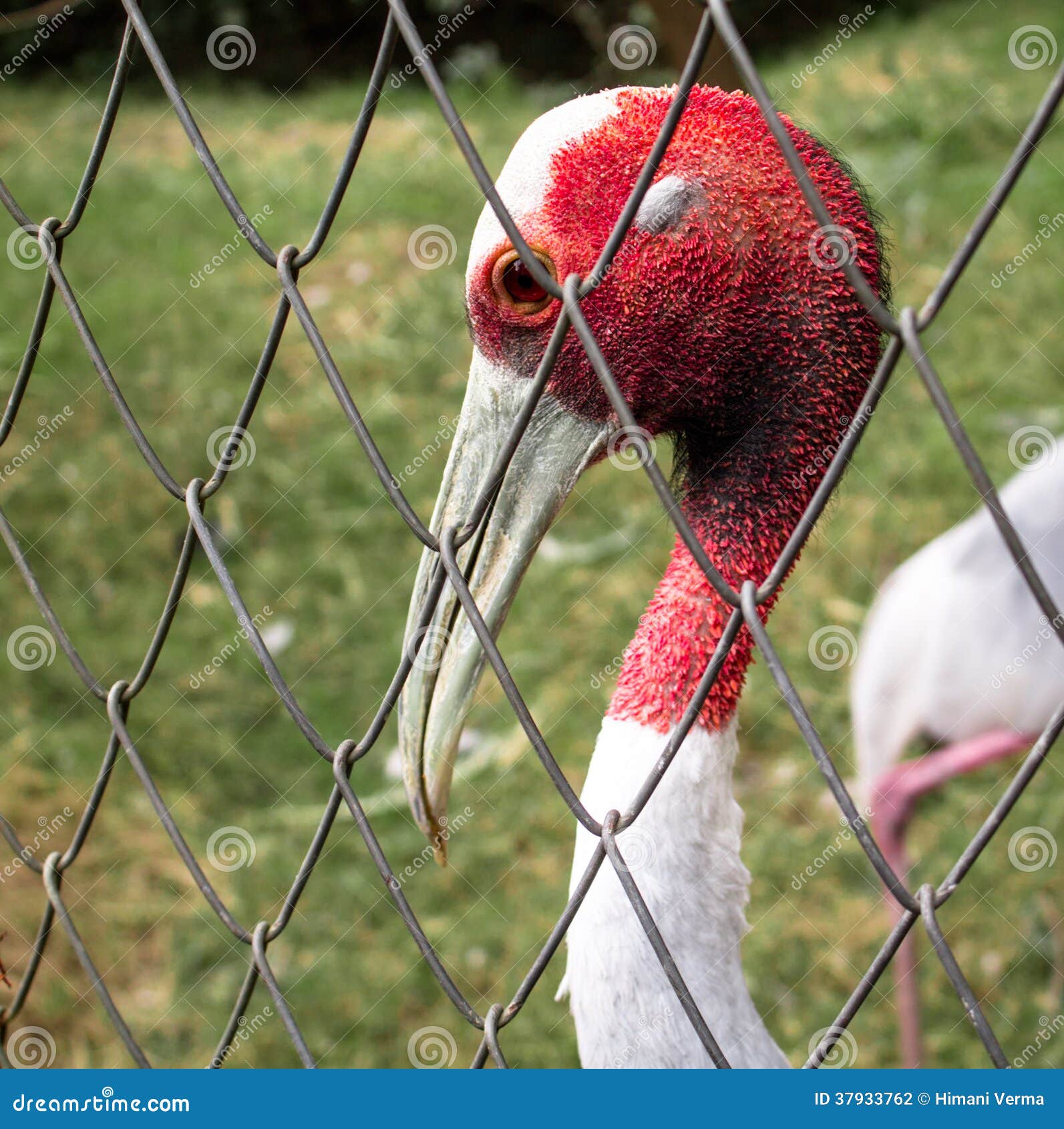 Duck behind a cage stock photo. Image of lattice, honk - 37933762