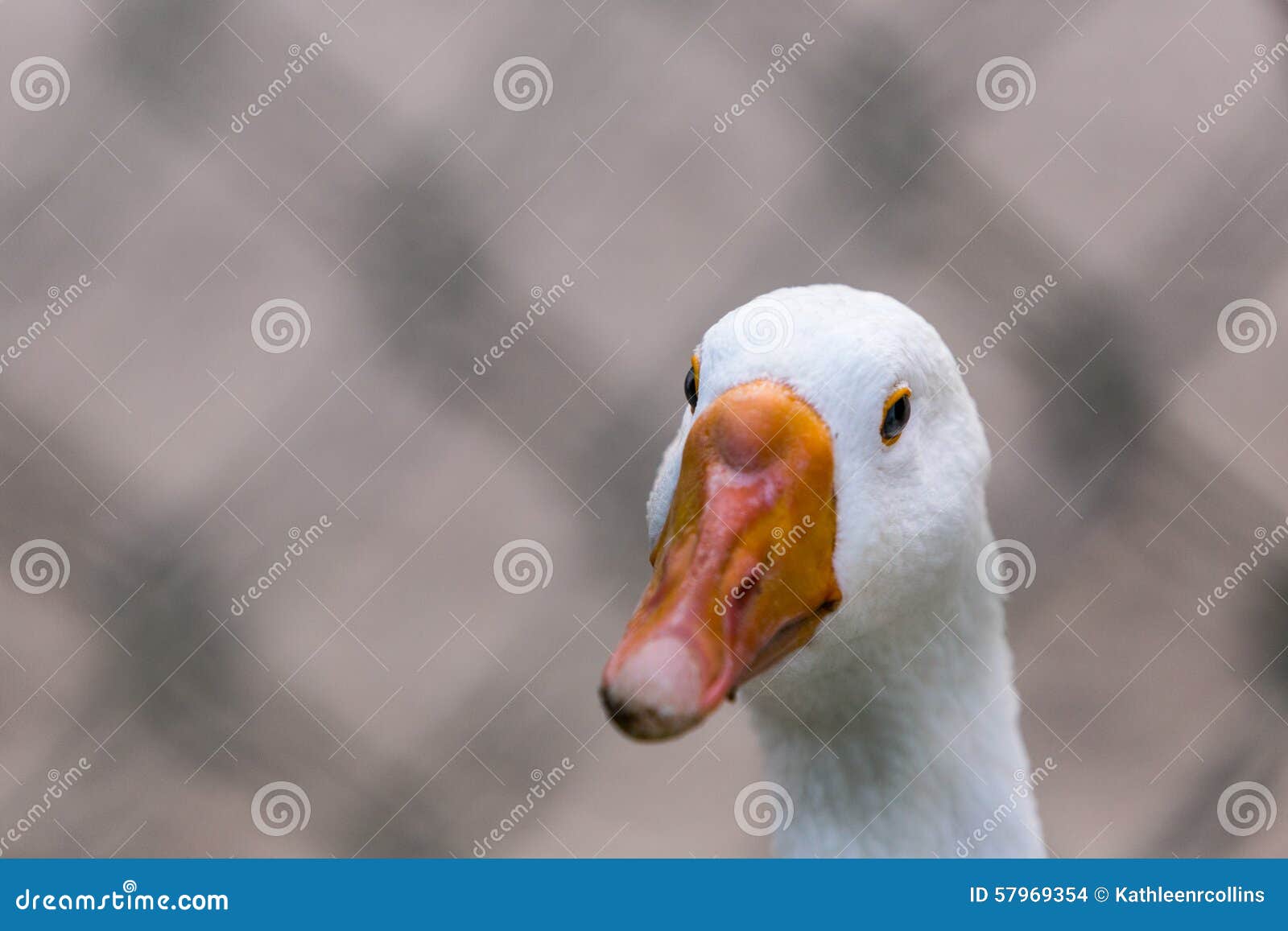 Duck stock photo. Image of chain, cage, beak, beautiful - 57969354