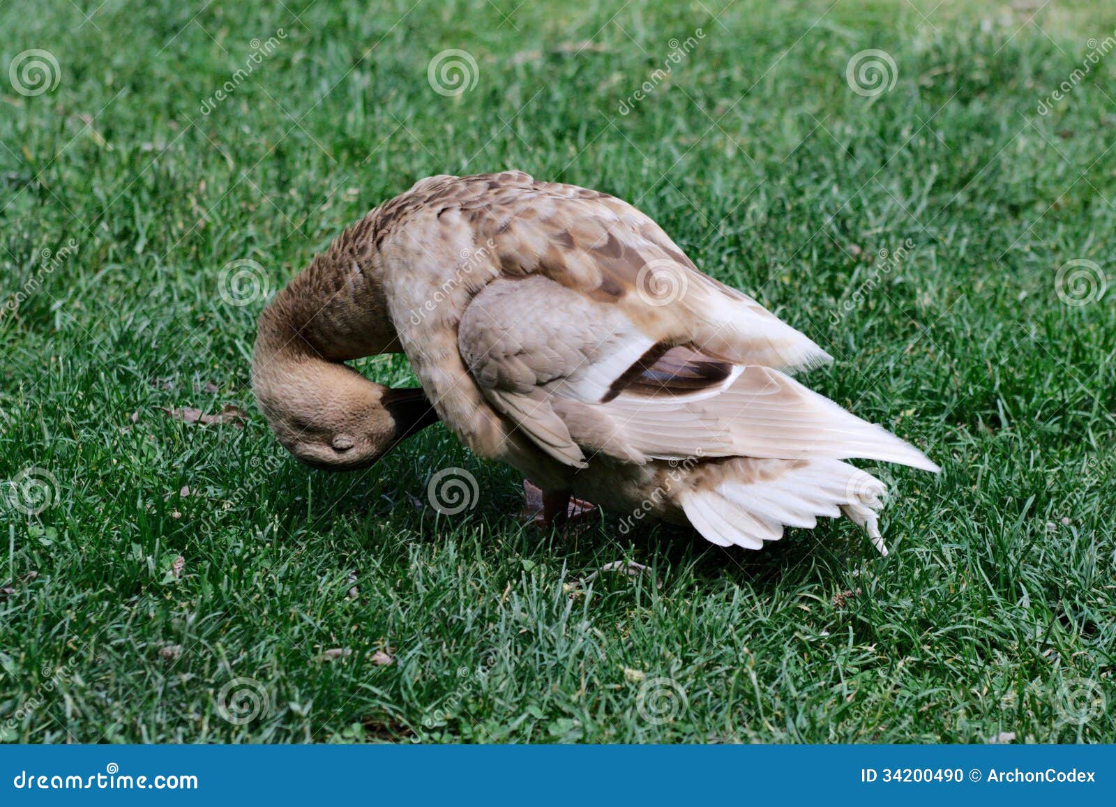 Duck Bent Over Preening Feathers Stock Photo - Image of feathers ...
