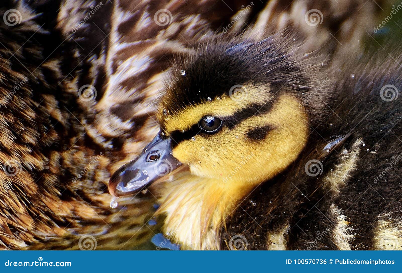Duck, Bird, Fauna, Beak Picture. Image: 100570736