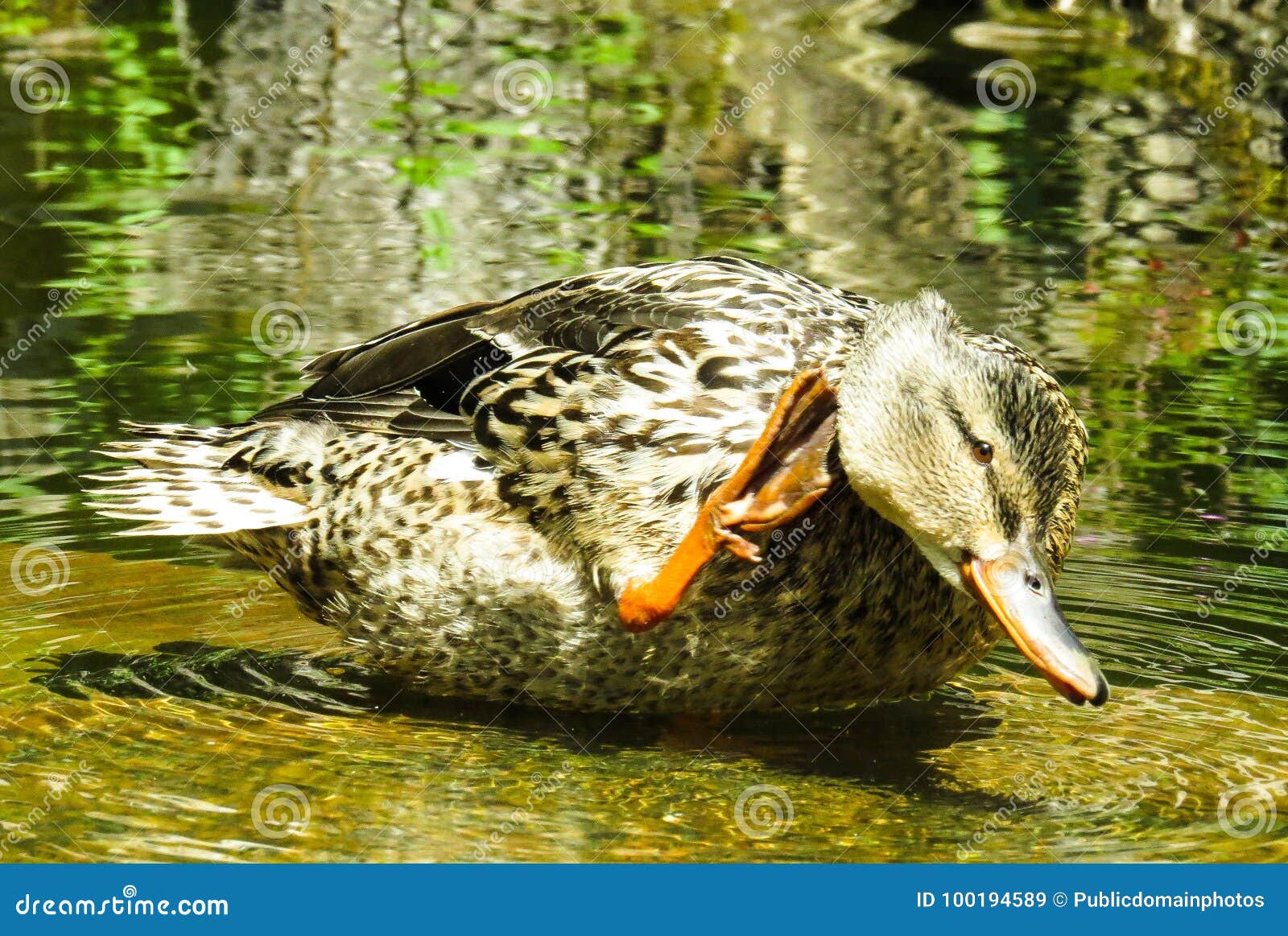 Duck, Bird, Mallard, Water Picture. Image: 100194589