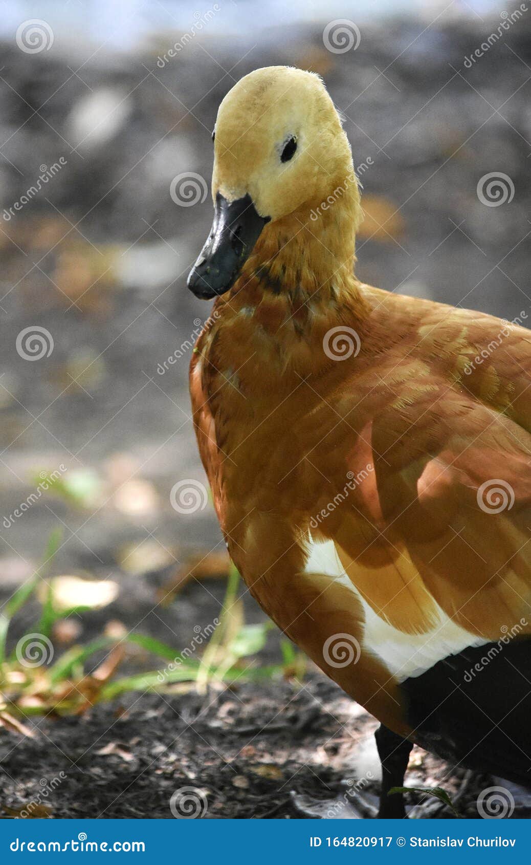 Duck Bird Nature Drake Animal Stock Image - Image of duck, animal ...