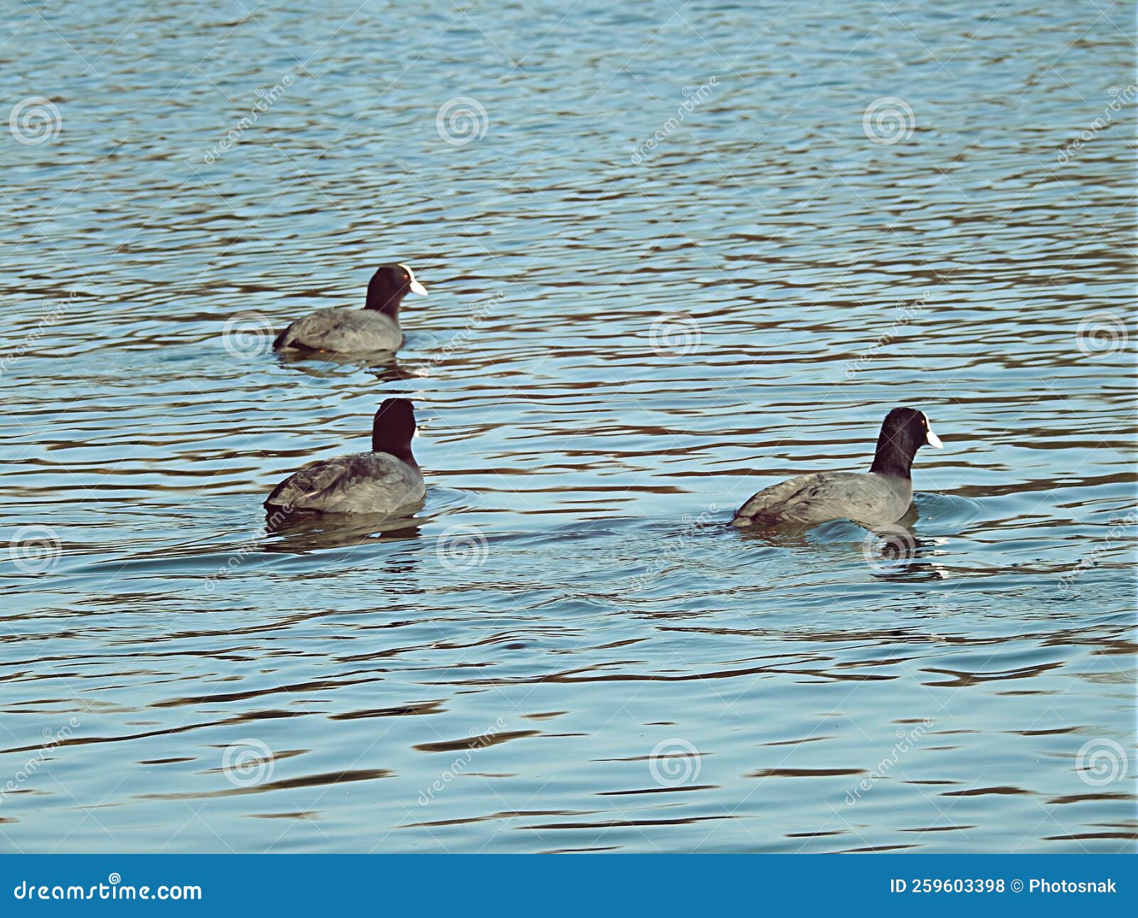 Duck Bird Relaxing in Nature Stock Photo - Image of lake, trunk: 259603398