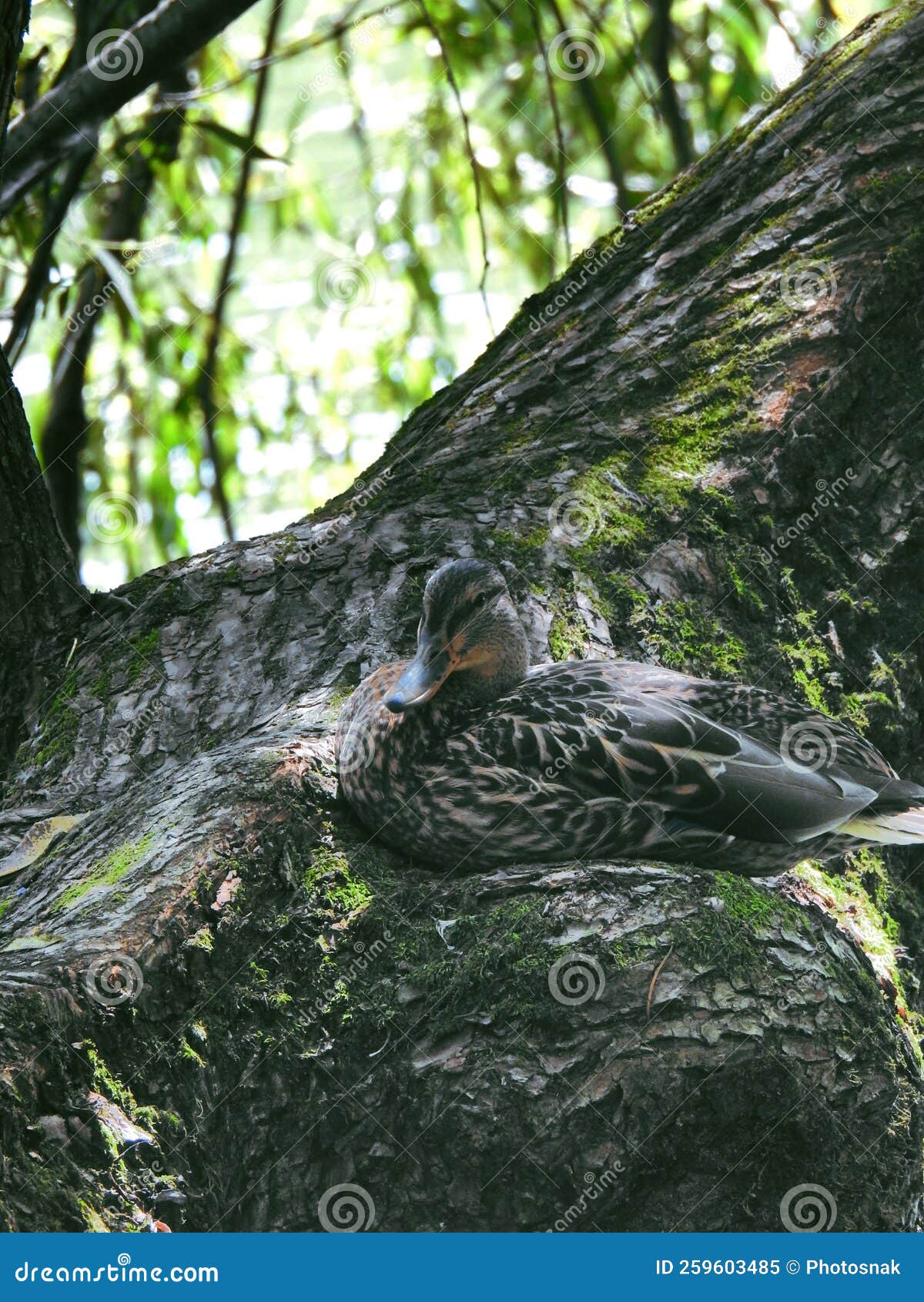 Duck Bird Relaxing in Nature Stock Image - Image of trunk, bird: 259603485