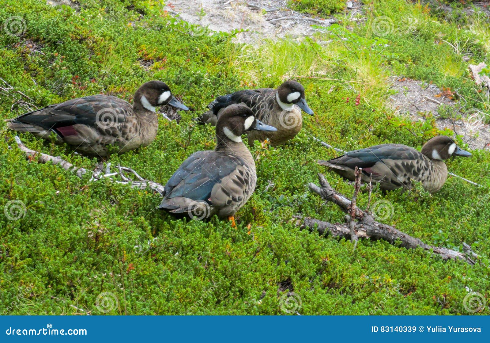 Duck birds in the forest stock image. Image of feather - 83140339