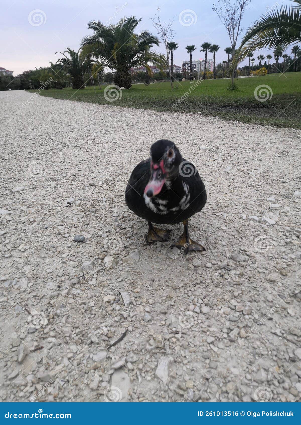 Duck Birds Roar at Ornithological Park in Adler Stock Photo - Image of ...