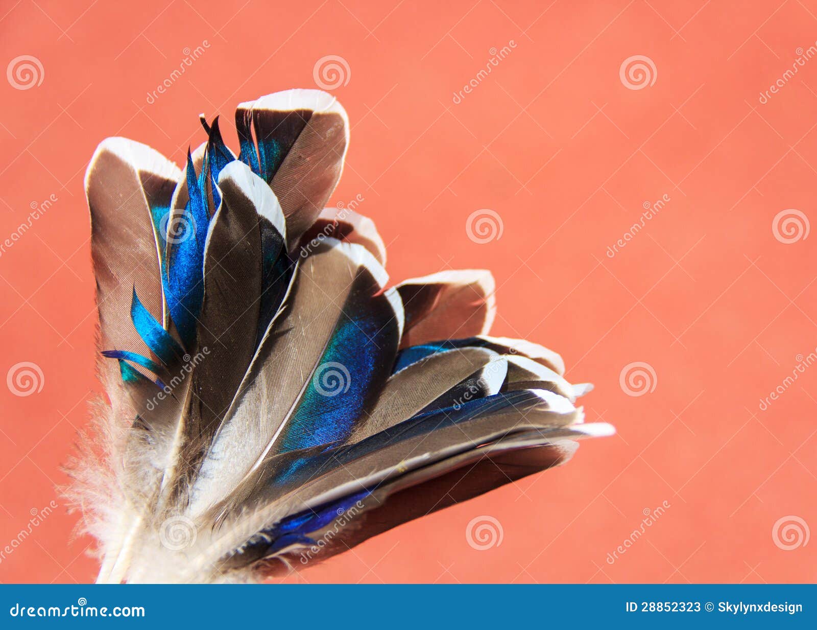 Duck blue feathers stock image. Image of flying, black - 28852323