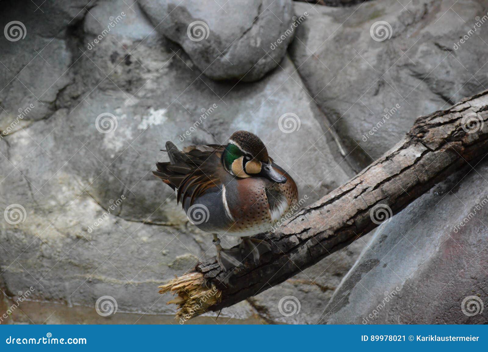 Duck stock image. Image of calm, looking, healthy, curious - 89978021