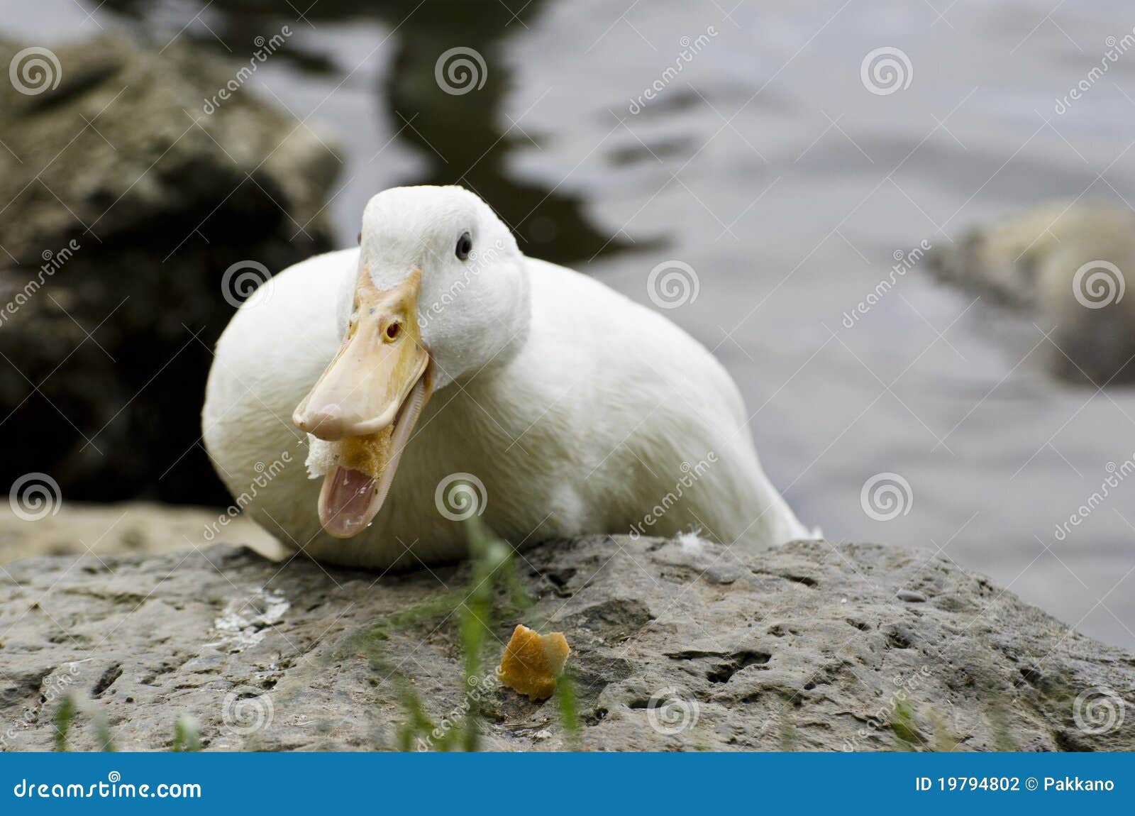 Duck and Bread III stock photo. Image of white, bird - 19794802 Duck and Bread III stock photo. Image of white, bird - 19794802