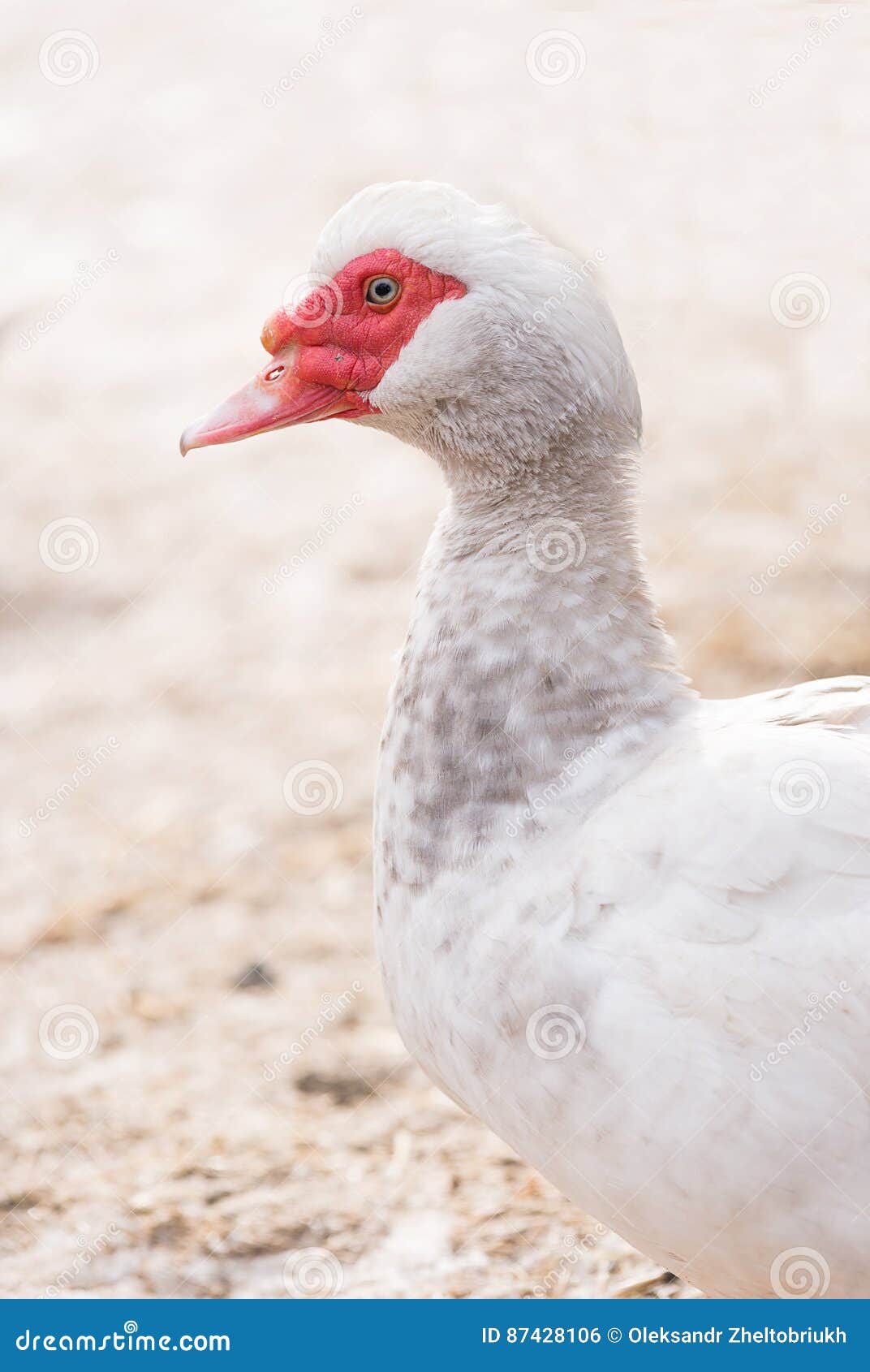 Duck Breeds with Red Beak on a Farm Stock Photo - Image of cage ...