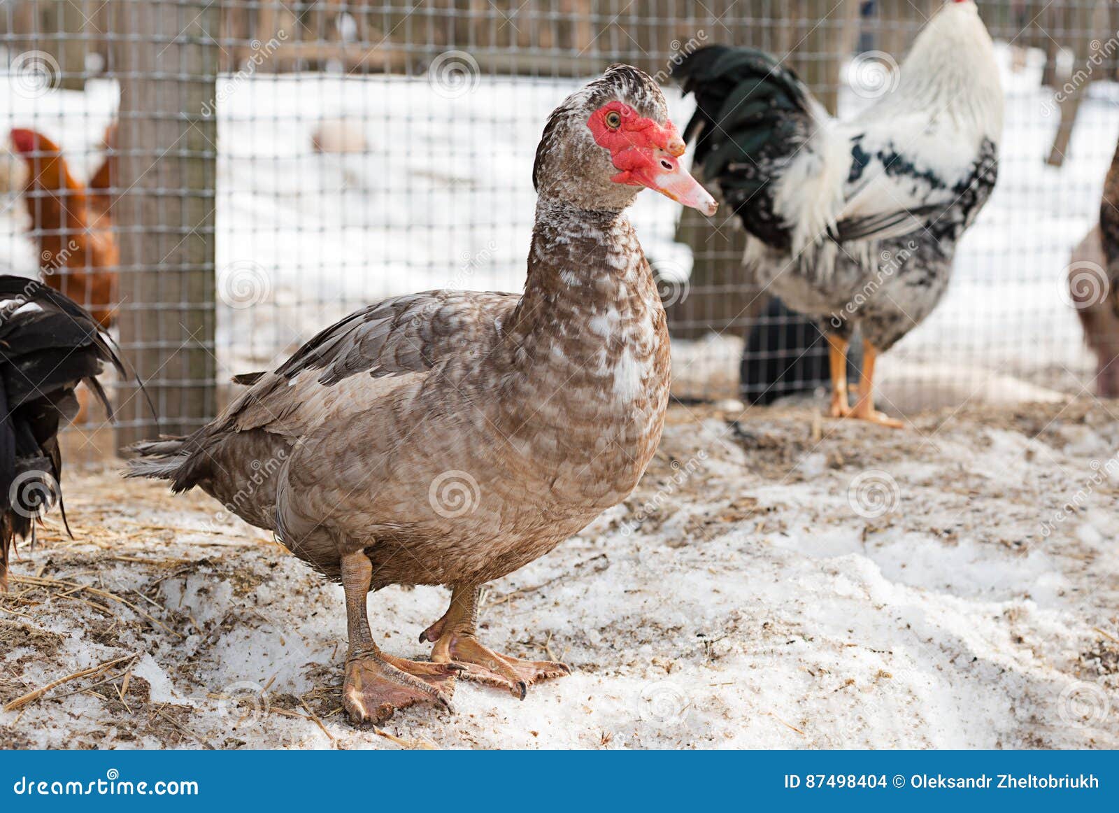 Duck Breeds with Red Beak on a Farm Stock Photo - Image of sight ...