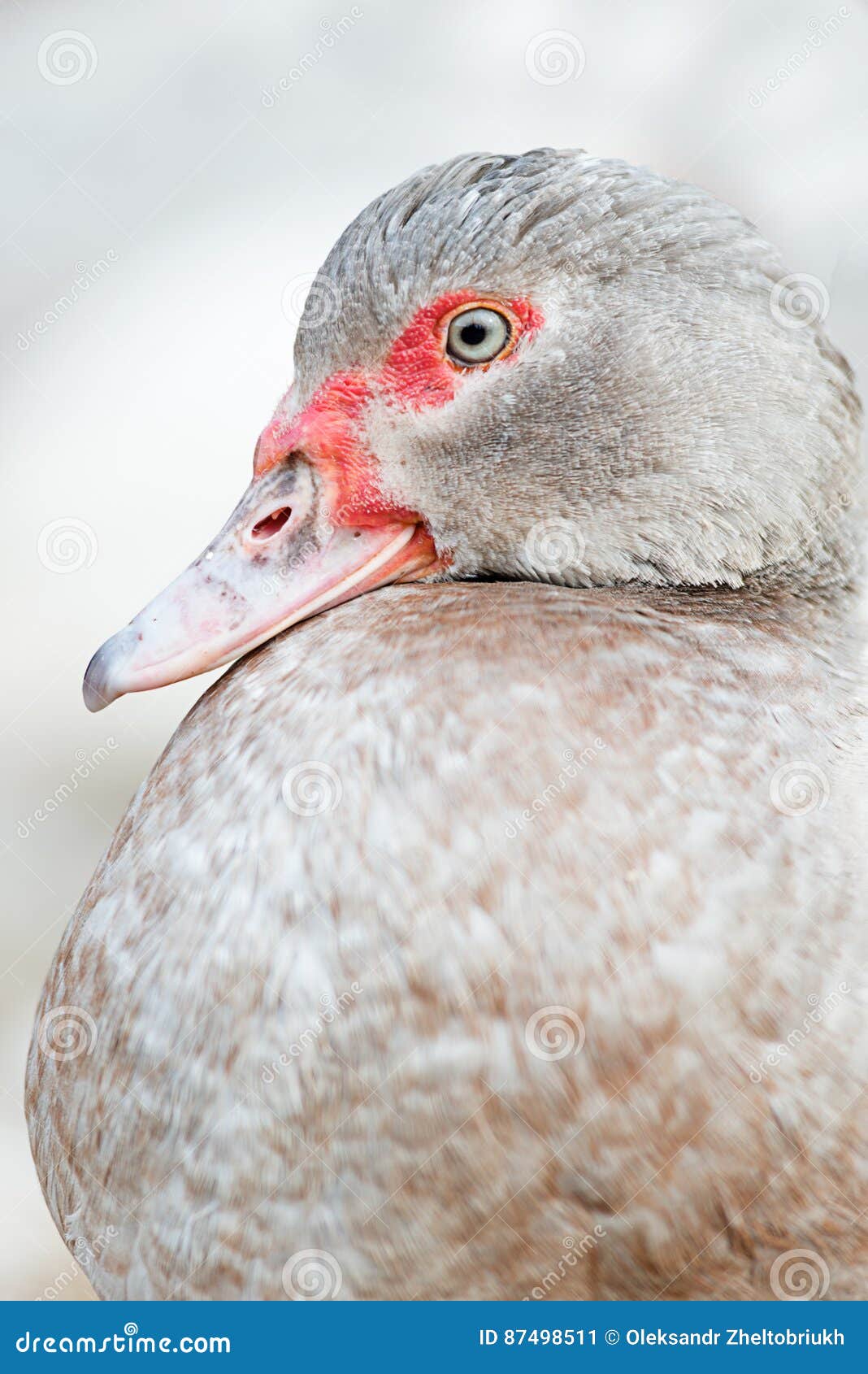 Duck Breeds with Red Beak on a Farm Stock Image - Image of mallard ...