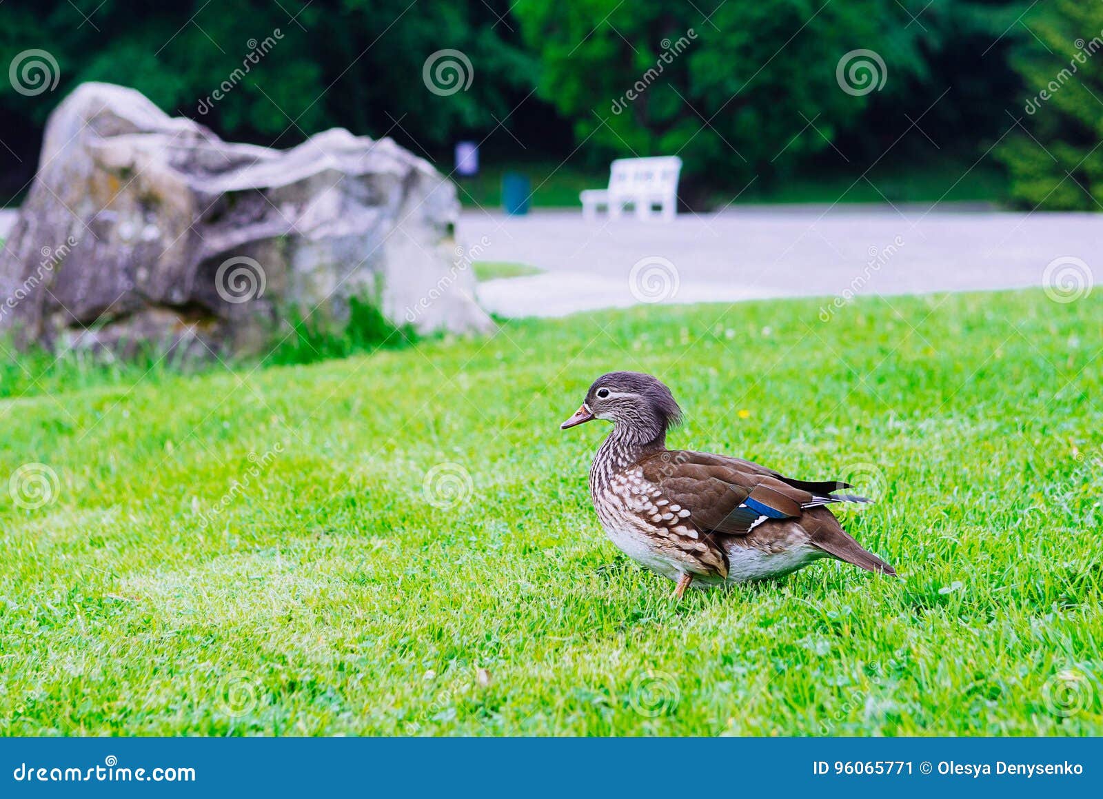Duck on the Bright Green Lawn. for Natural Magazine Stock Image - Image ...
