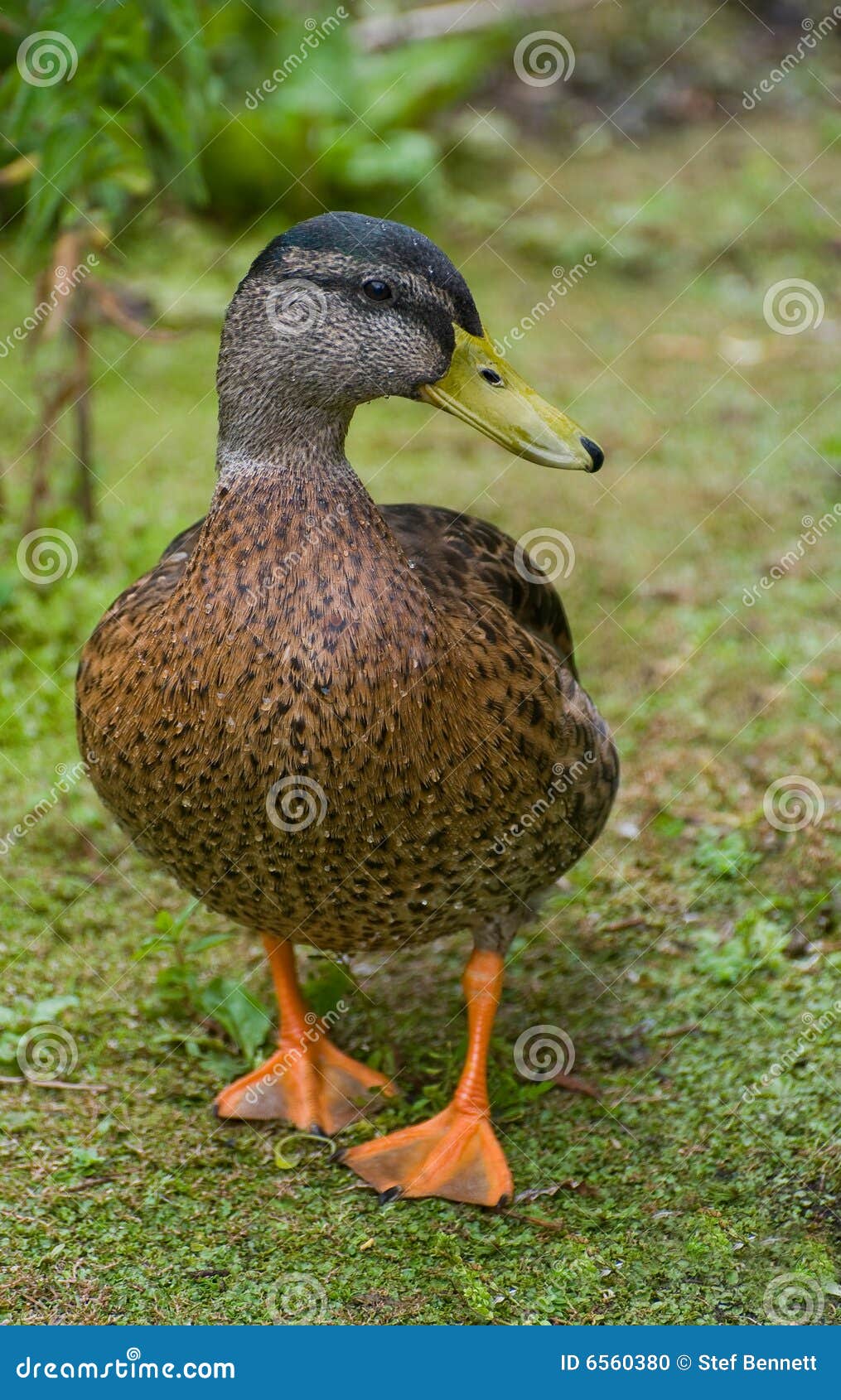 Duck, Brown stock photo. Image of waddling, quack, walking - 6560380