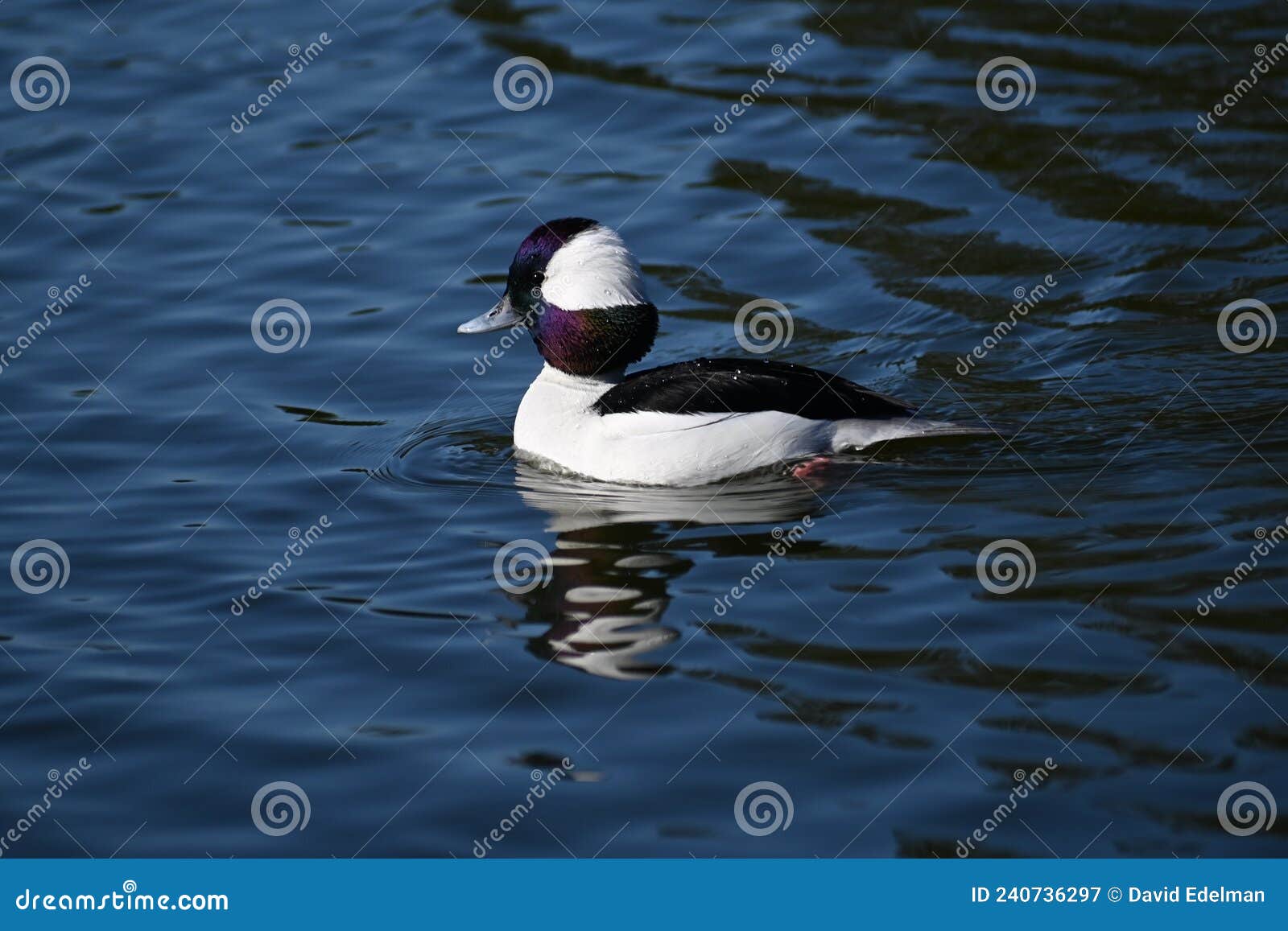 Bufflehead, Bucephala Albeola, Male, 9. Stock Image - Image of mollusn ...