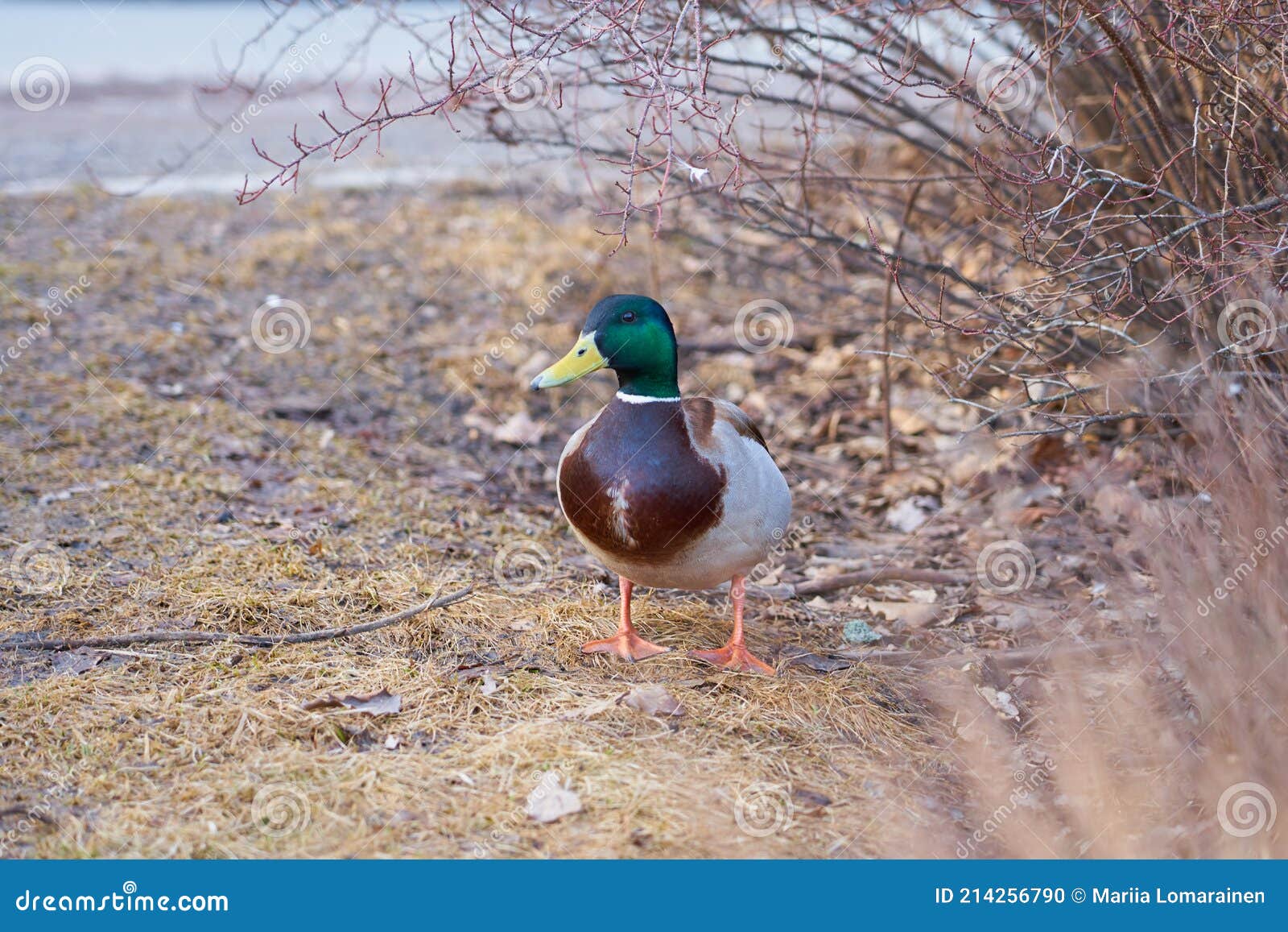 Duck in the Bushes on Spring Grass Stock Photo - Image of mascot, long ...
