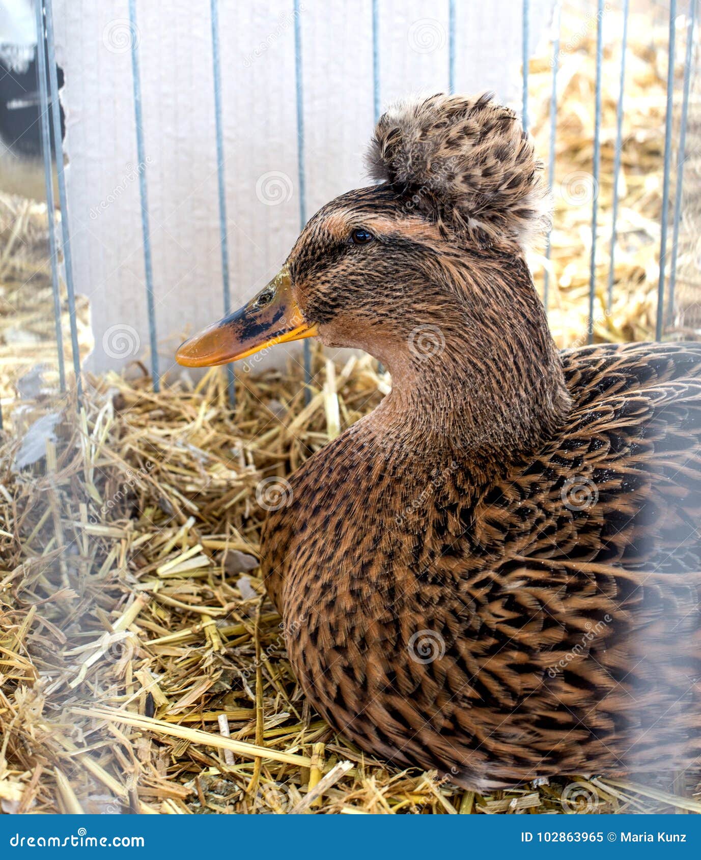 Duck in a cage stock image. Image of wildlife, green - 102863965