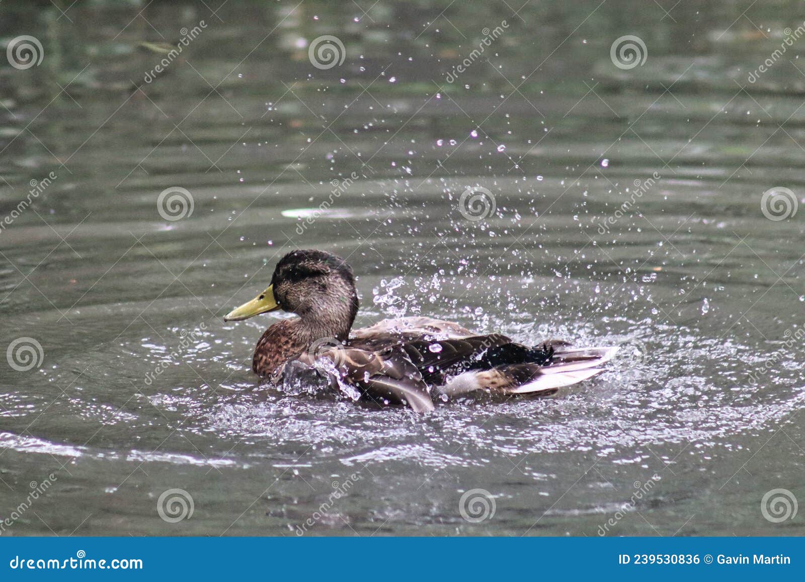 Splashing Duck stock photo. Image of animal, mallard - 239530836