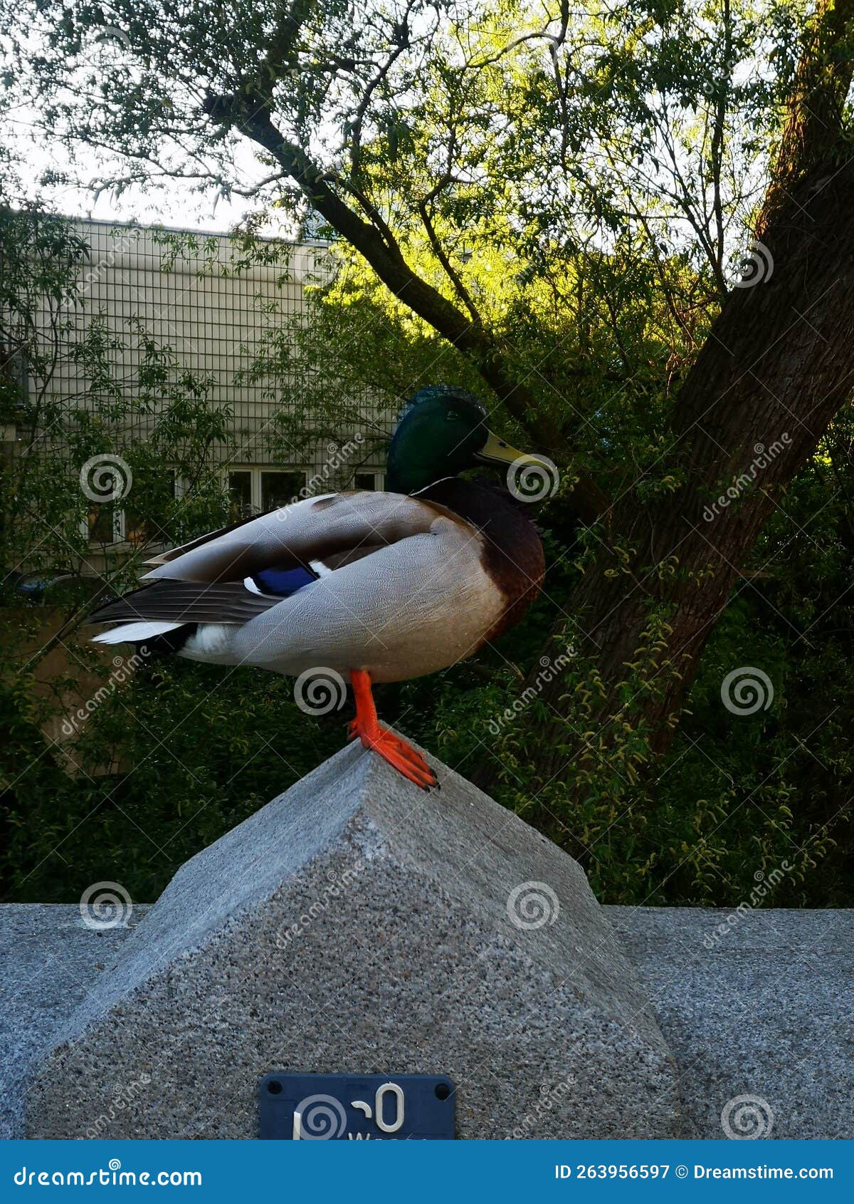 Duck on a ceiling stock image. Image of ceiling, plant - 263956597