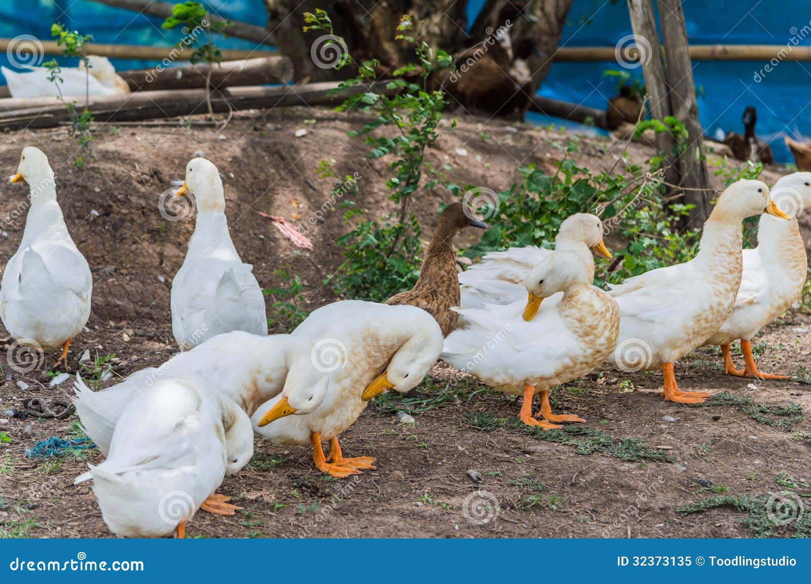 Duck Chase Field. stock image. Image of nature, small - 32373135