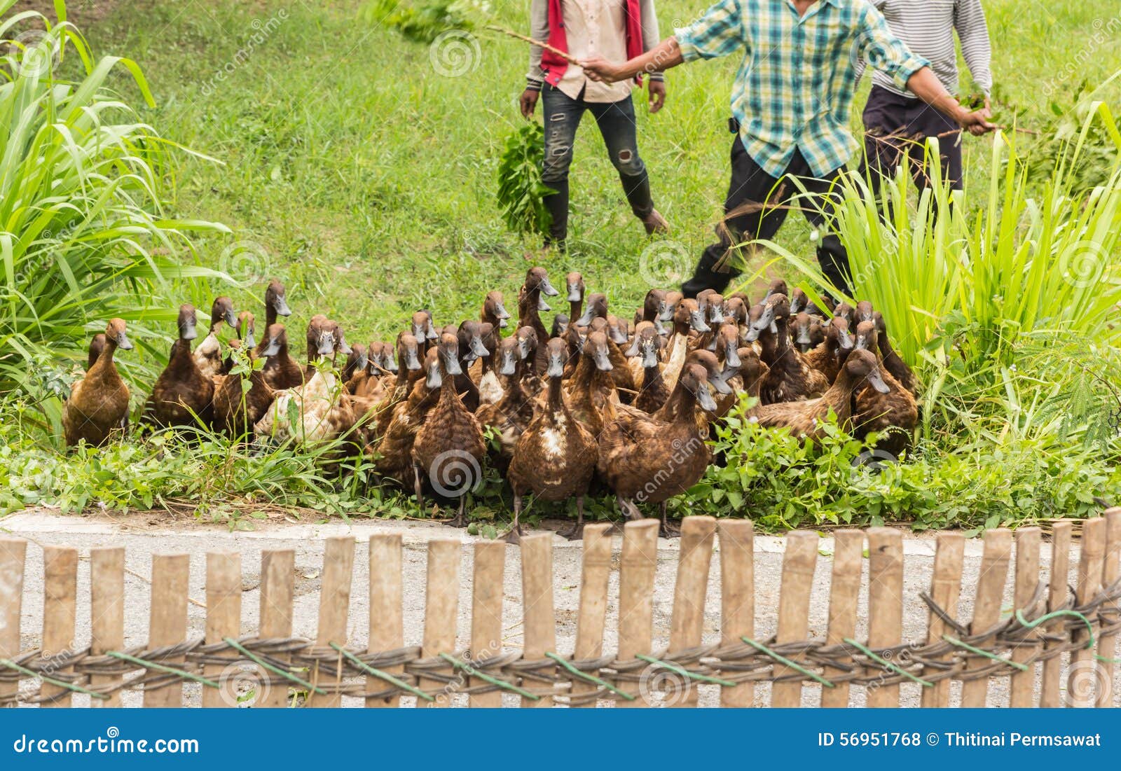 Duck Chase Field, Duck Eggs Thailand Stock Photo - Image of brown ...