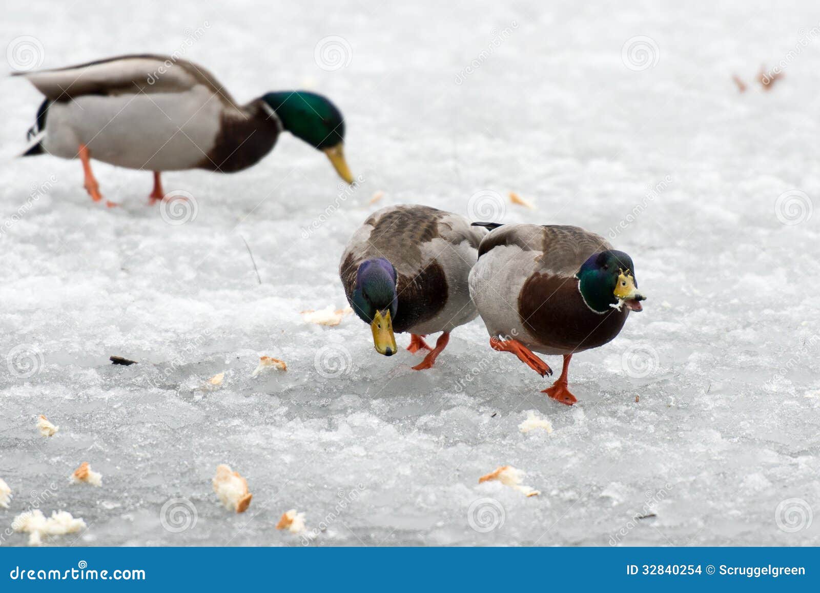 Duck Chase stock photo. Image of duck, wild, orange, brown - 32840254