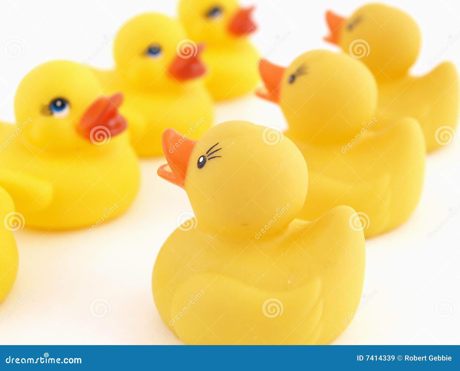 Duck Chat stock image. Image of duck, beak, white, meeting - 7414339