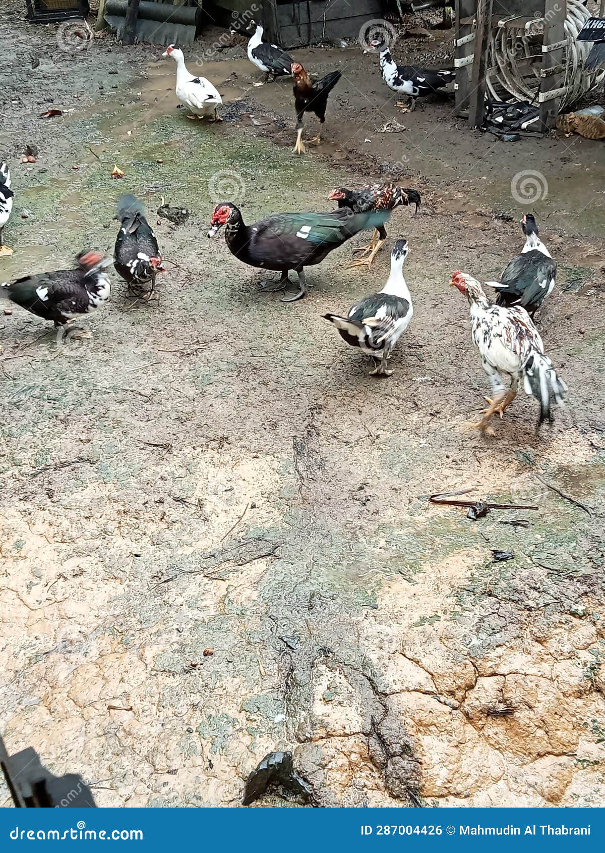 Duck and chicken stock photo. Image of duck, life, natural - 287004426