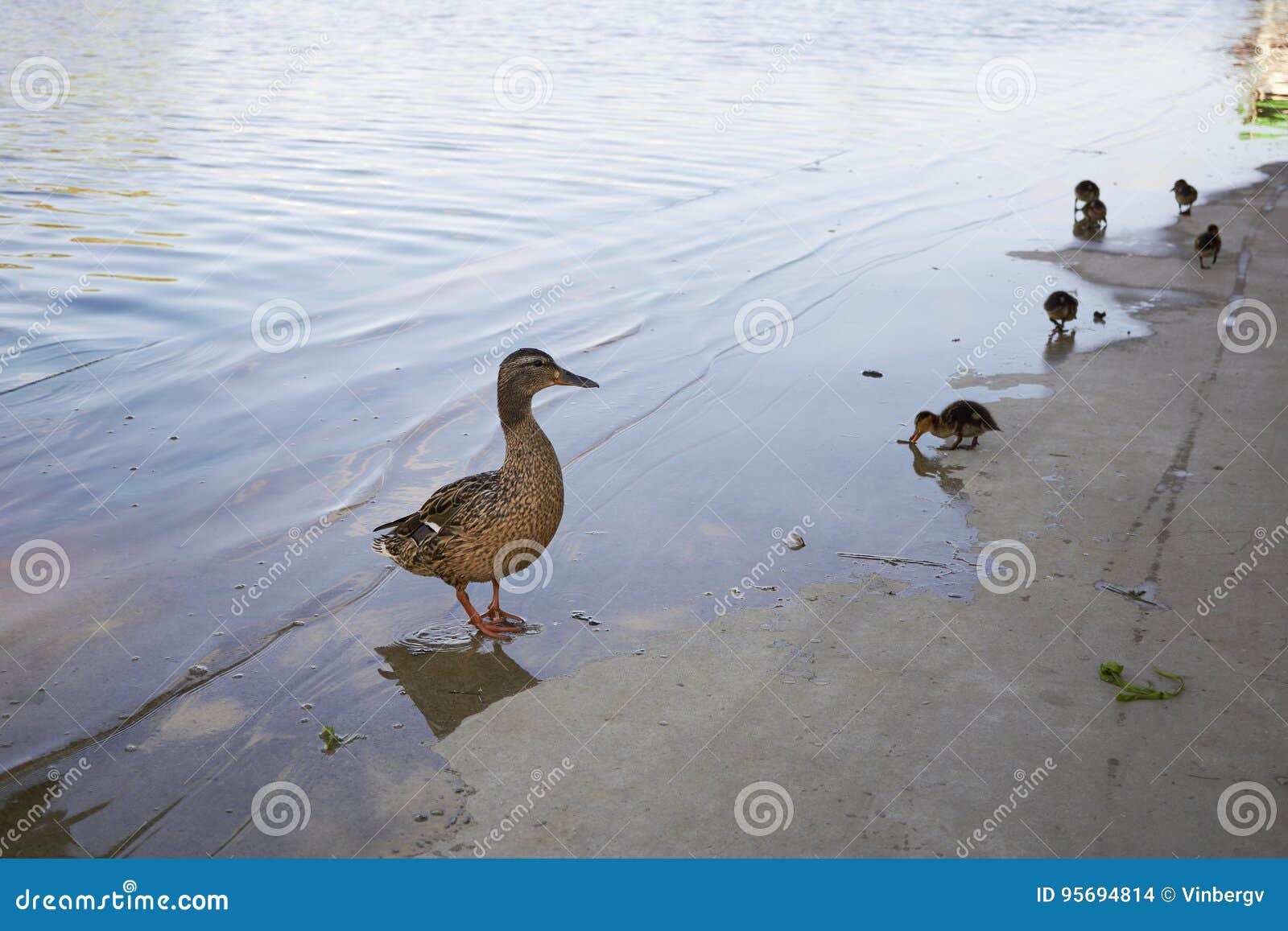 Duck Chickens with Duck in Water Stock Photo - Image of offspring ...
