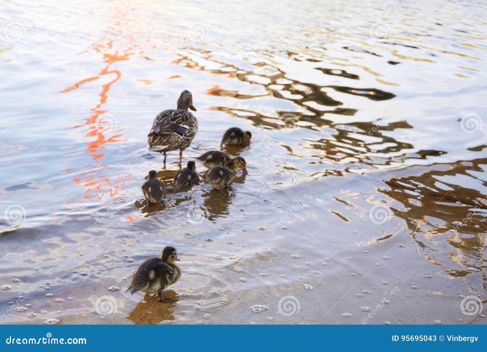 Duck Chickens with Duck in Water Stock Image - Image of lake, cute ...