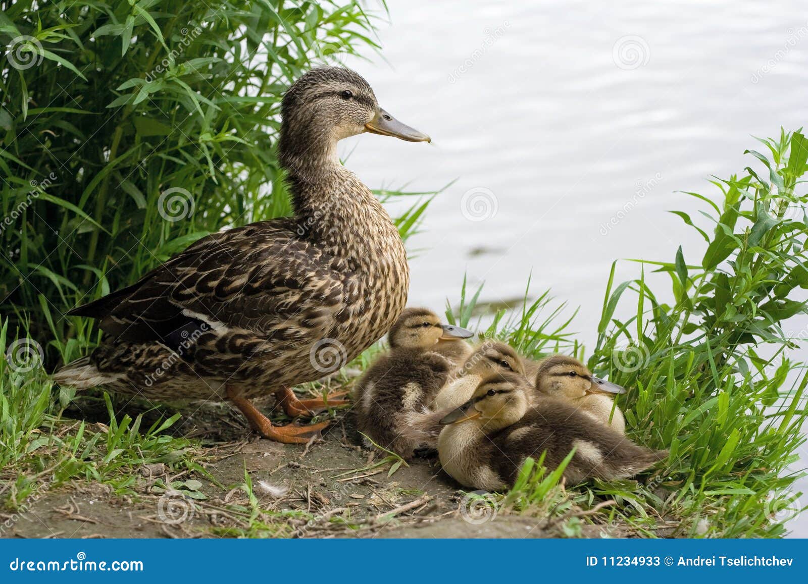 Duck with chicks stock image. Image of wildlife, donald - 11234933