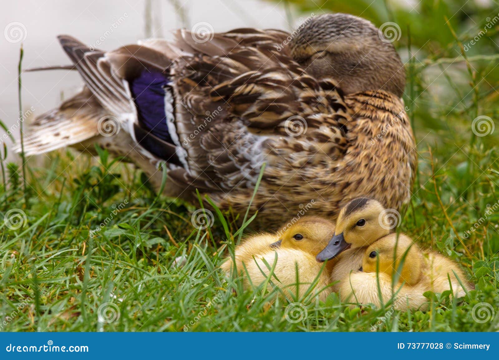 Duck with chicks stock photo. Image of duck, animal, family - 73777028