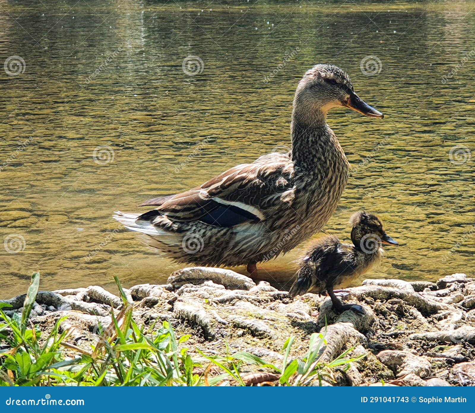 Duck and child stock image. Image of goose, duck, mallard - 291041743